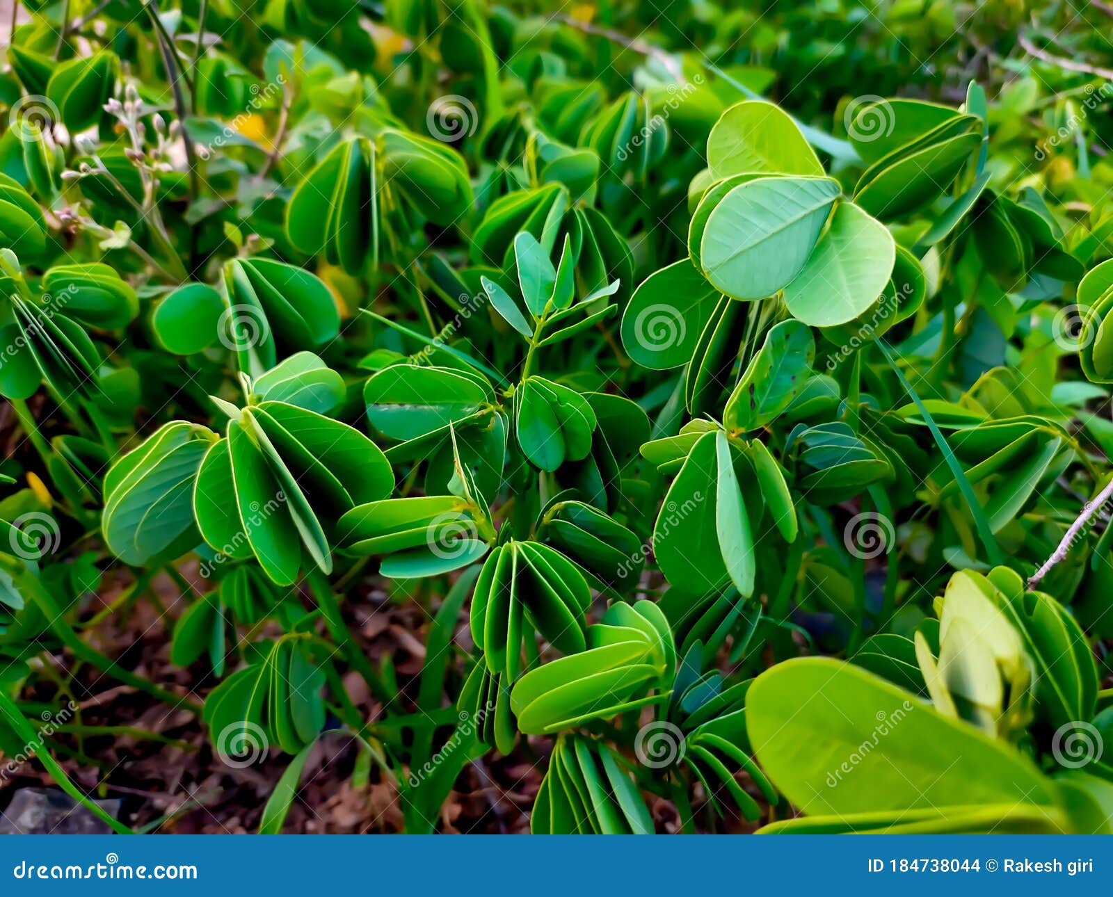 Image of Some Beautiful Green Plants Capture in Day Light Stock Photo ...