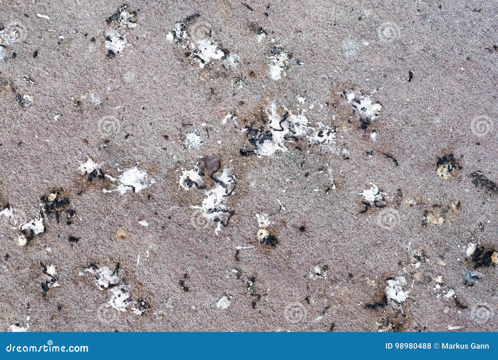 Some Bird Poop on the Ground Stock Photo - Image of dirty, droppings ...