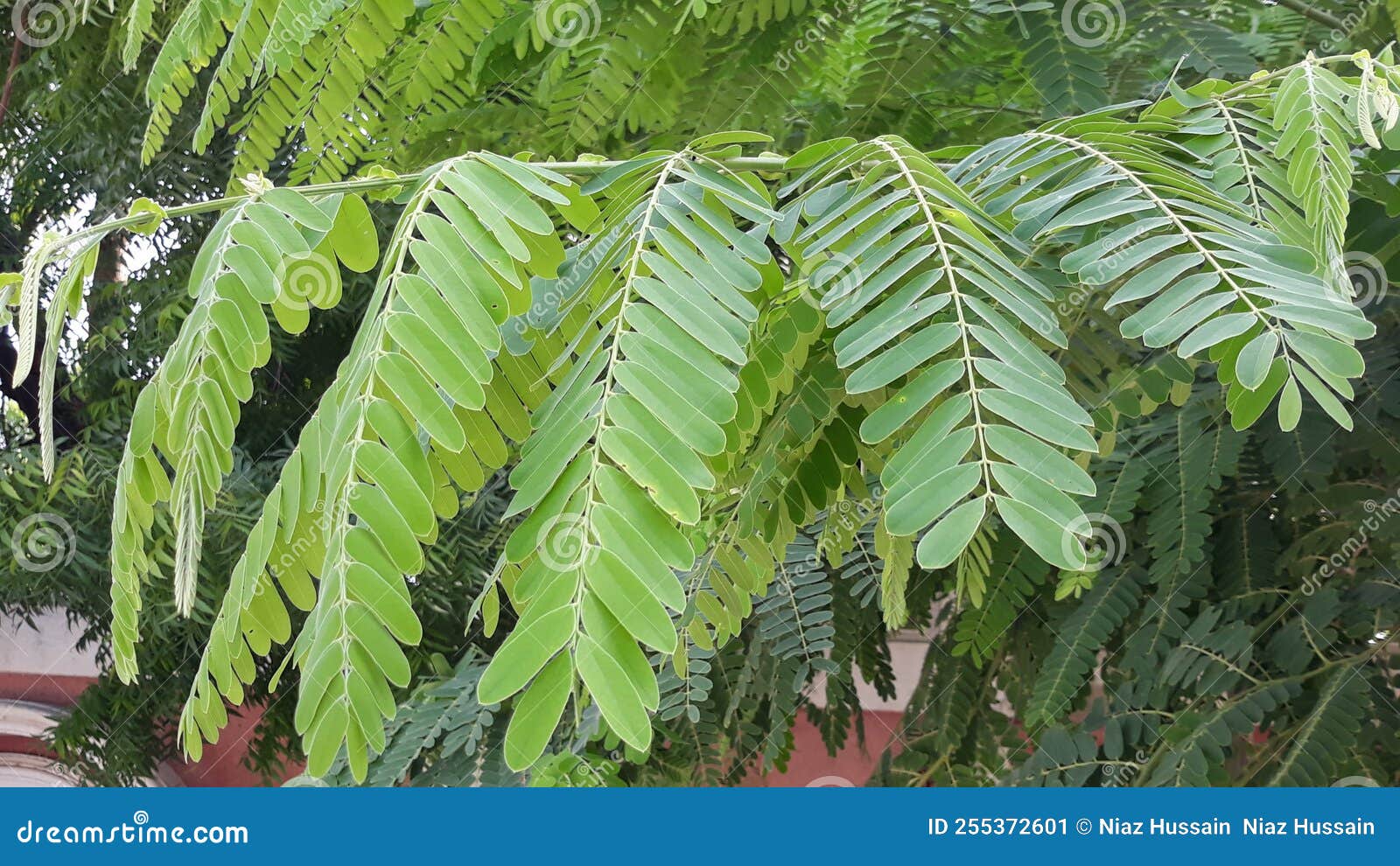 A Image of Some Branches and Leaves Stock Image - Image of shrub ...