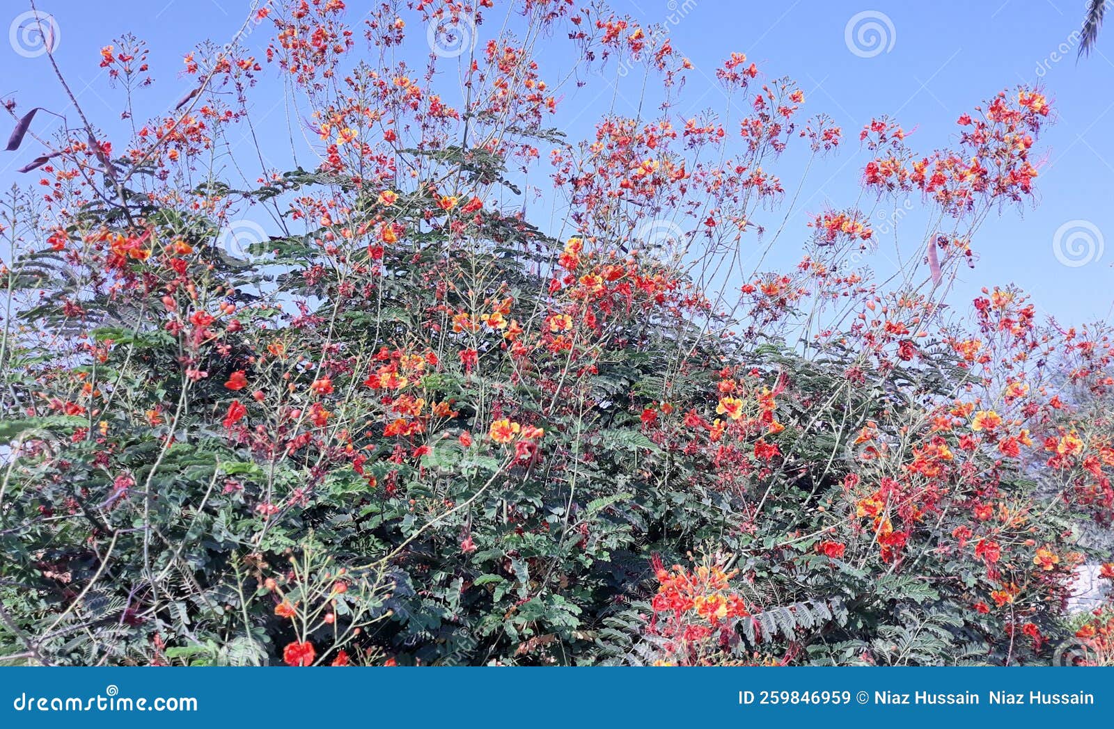 A Nice Flowers Picture in Plant Stock Image - Image of autumn, nature ...