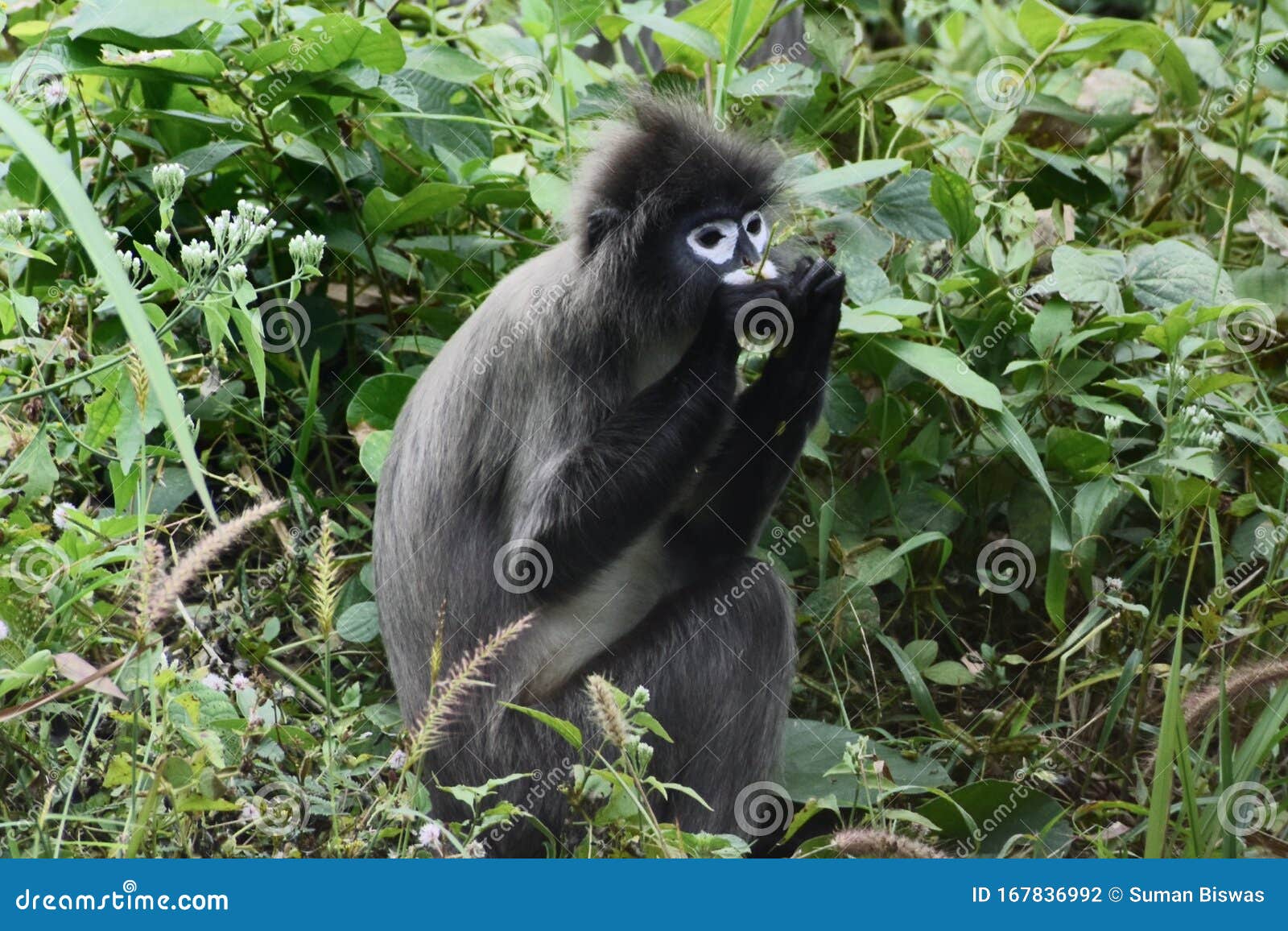 This is an Image of Spectacled Monkey Stock Photo - Image of natural ...