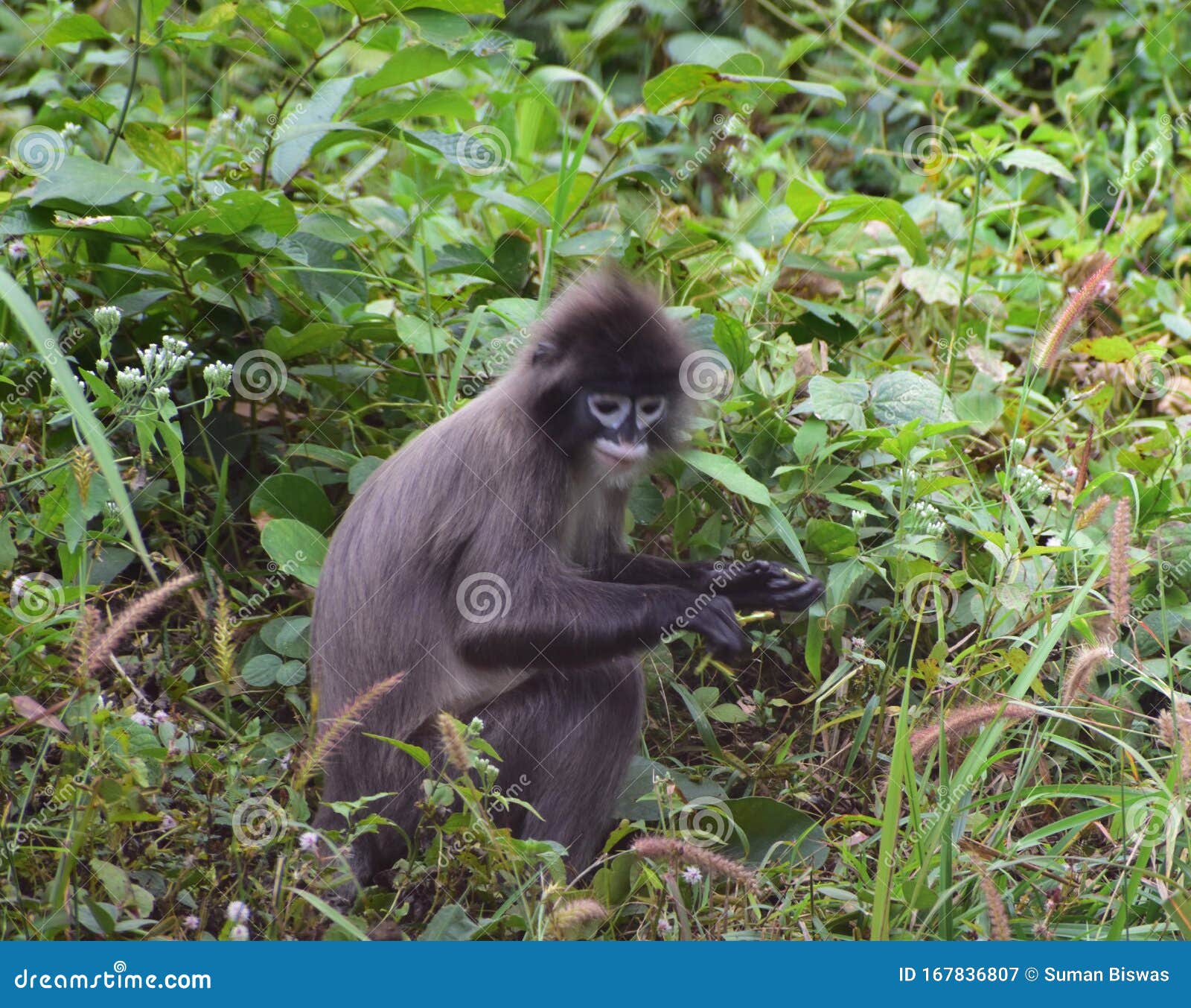 This is an Image a Spectacled Monkey in the Forrest Stock Image - Image ...