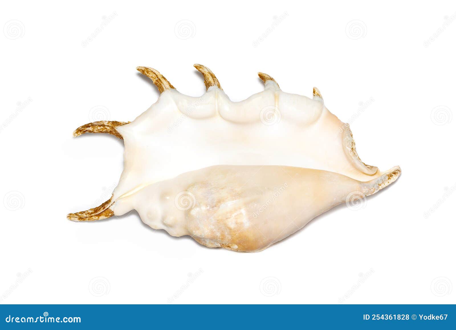 Image of Spider Conch Seashell Lambis Truncata on a White Background ...