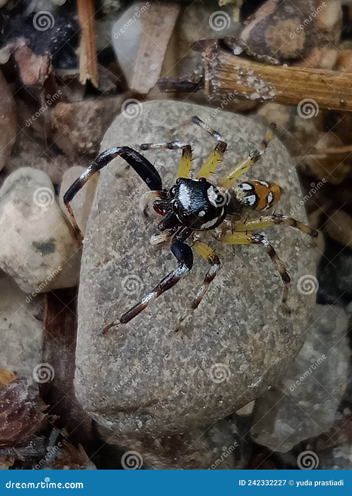 Image of spider on rock stock image. Image of rock, animal - 242332227