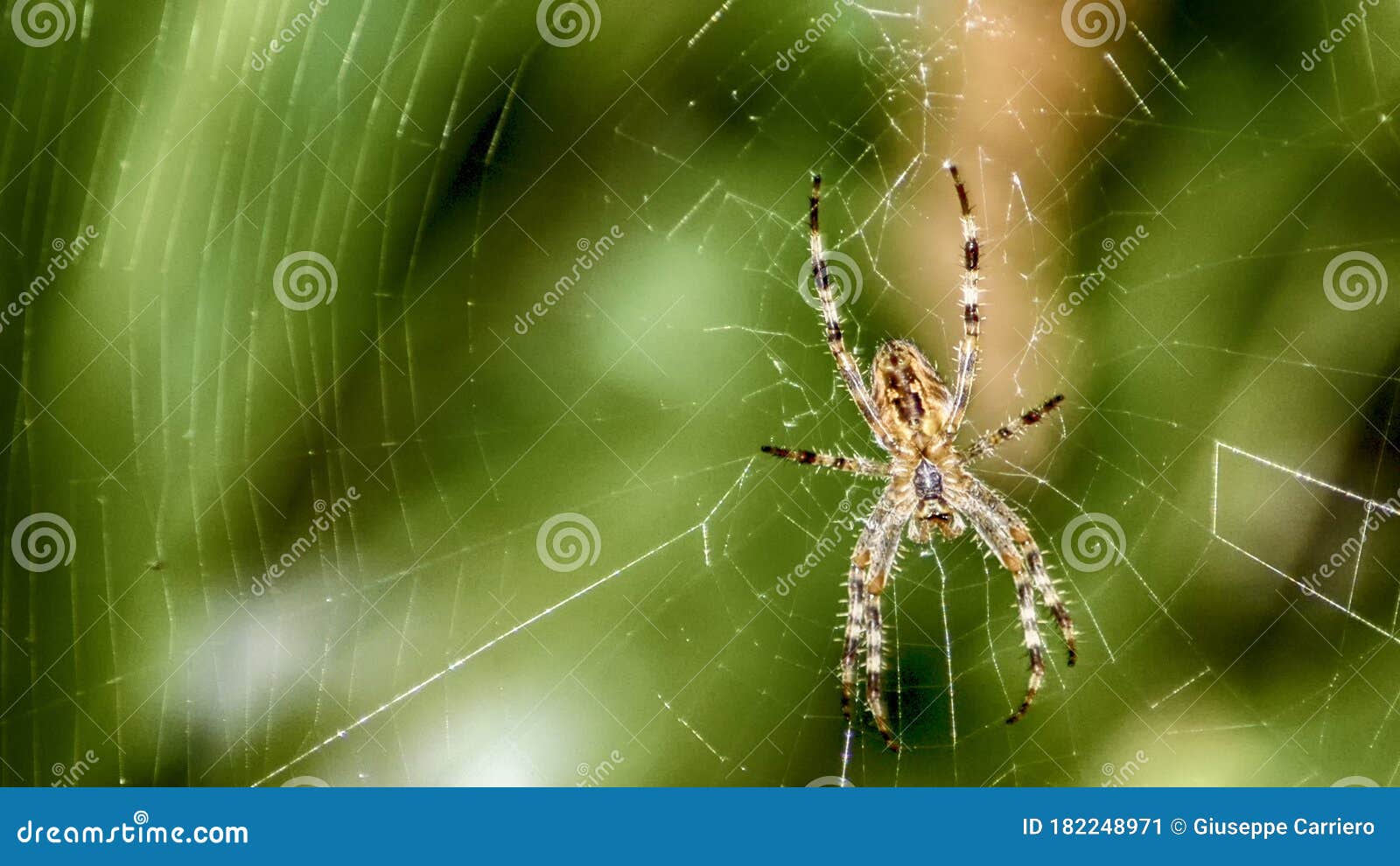 Image of Spider Web with a Beautiful Spider in the Center Waiting for ...