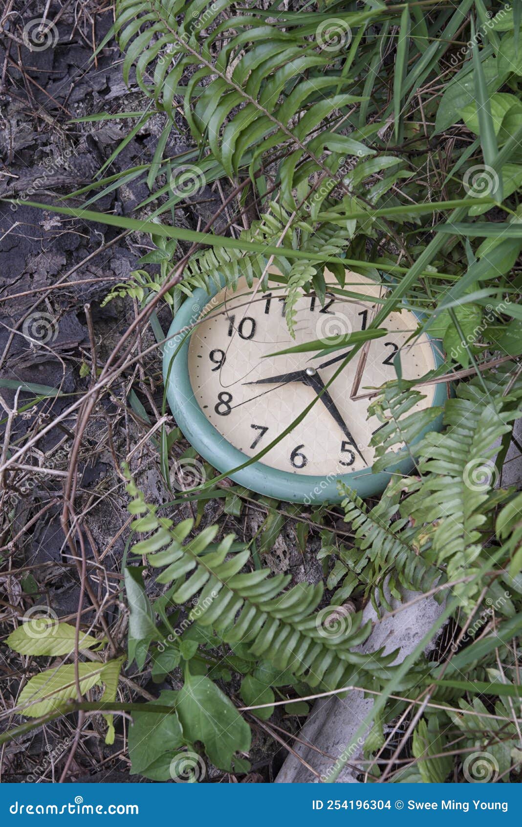 Spoiled Analog Round Clock Thrown in the Bush. Stock Photo - Image of ...