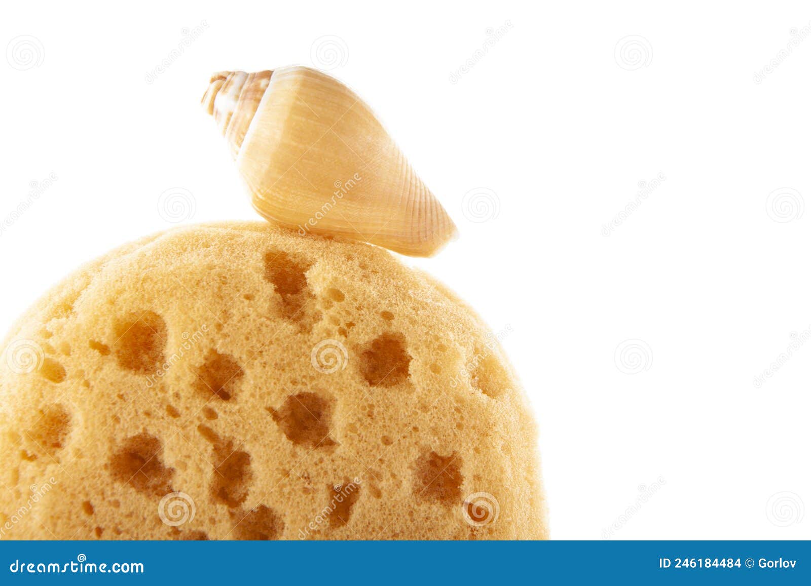 Image of Sponge Seashell White Background Stock Photo - Image of ...