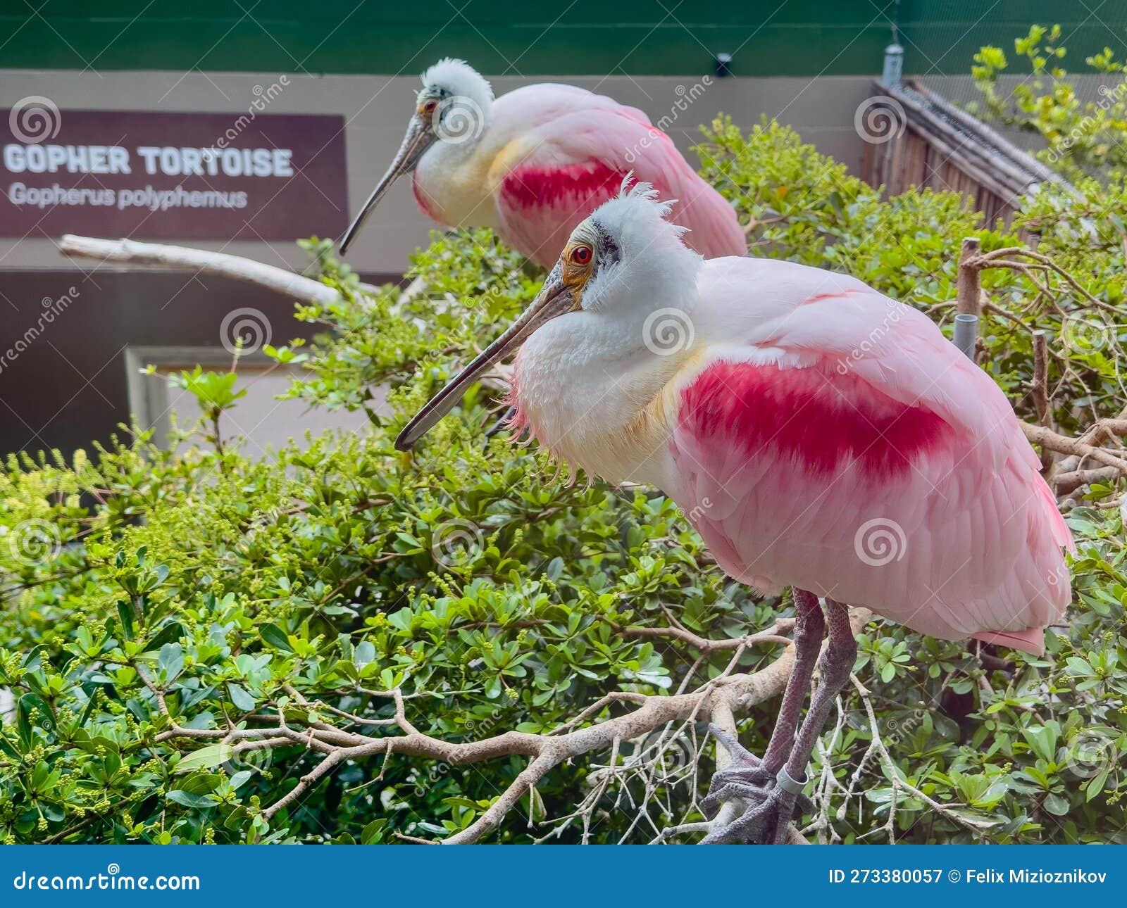Image of a Spoonbill Bird with Pink Feathers Stock Image - Image of ...