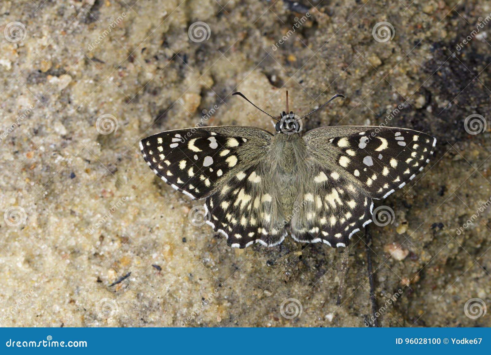 Image of the Spotted Angle Butterfly. Stock Photo - Image of floor ...
