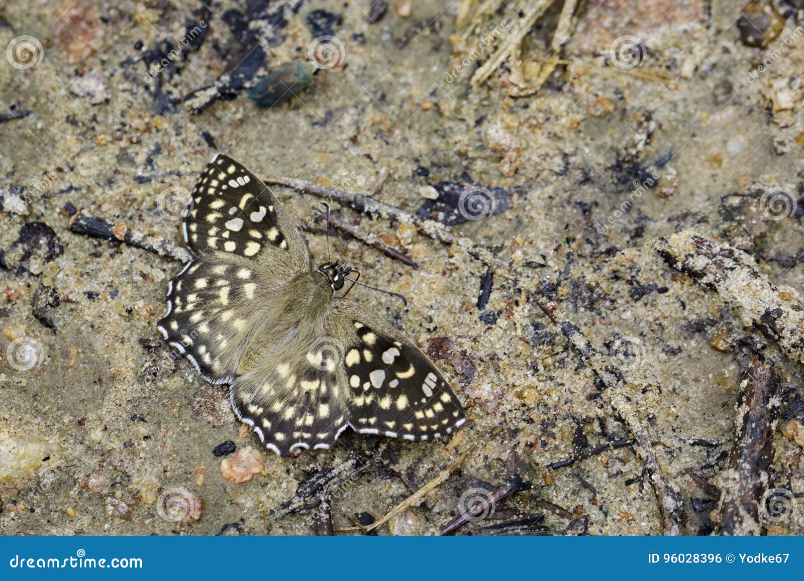 Image of the Spotted Angle Butterfly. Stock Photo - Image of caprona ...