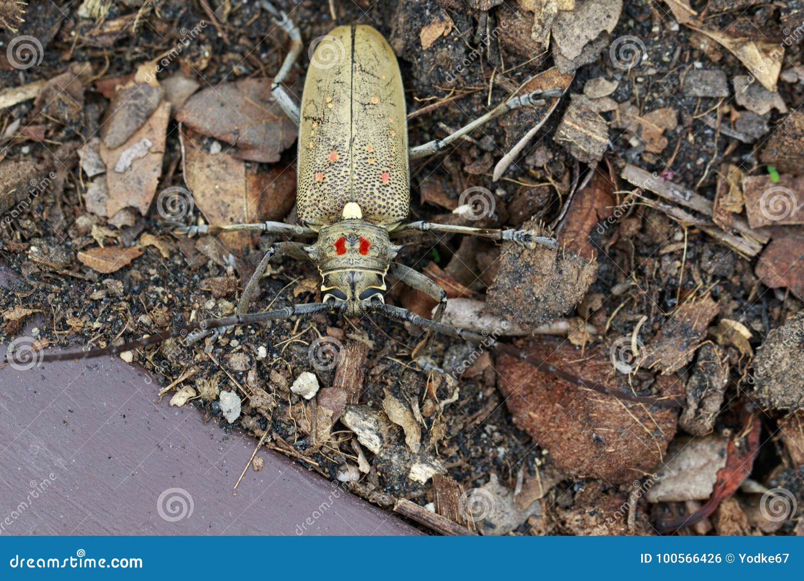 Image of Spotted Mango BorerBatocera Numitor Stock Photo - Image of ...