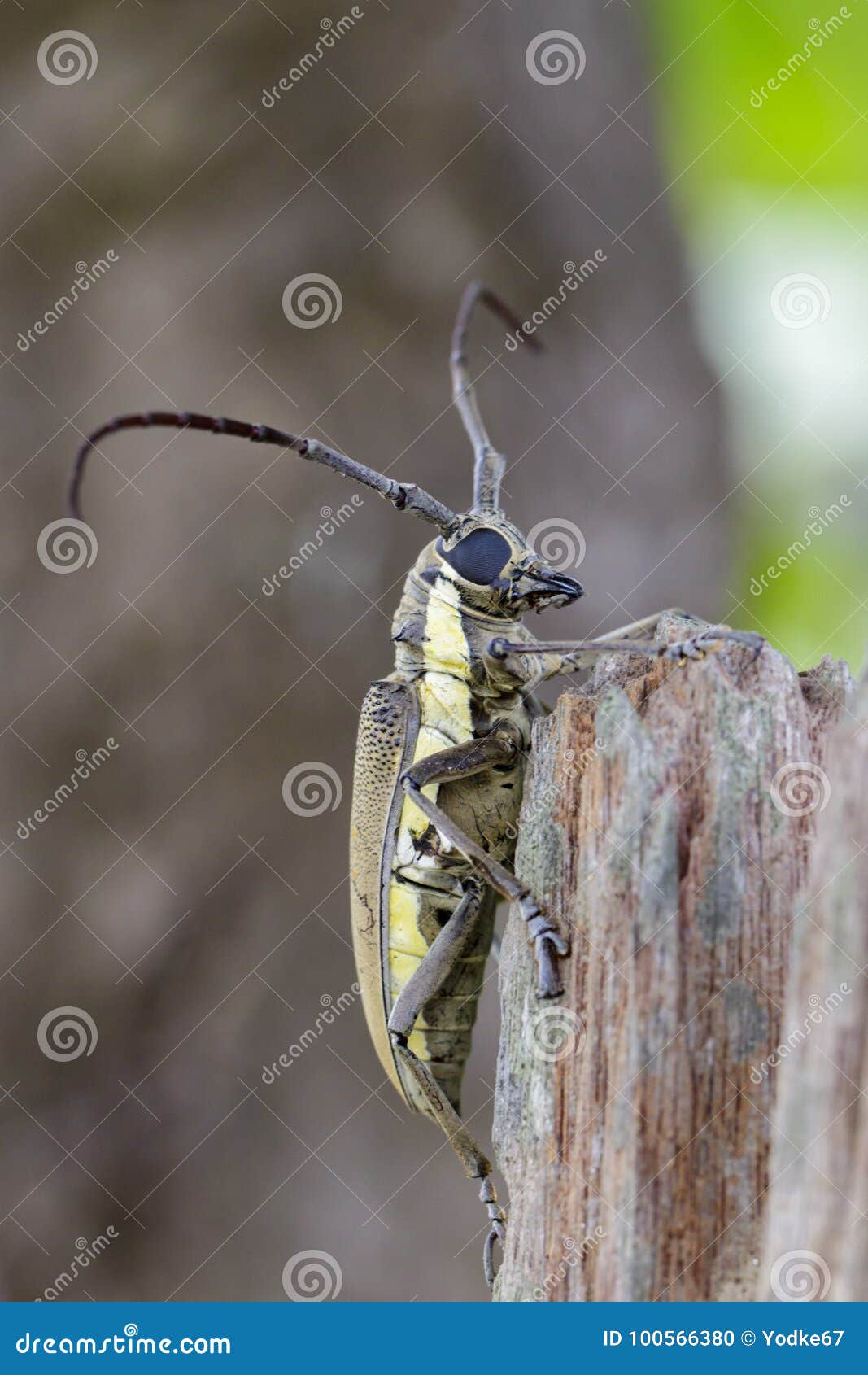 Image of Spotted Mango BorerBatocera Numitor on a Stump.Beetle Stock ...