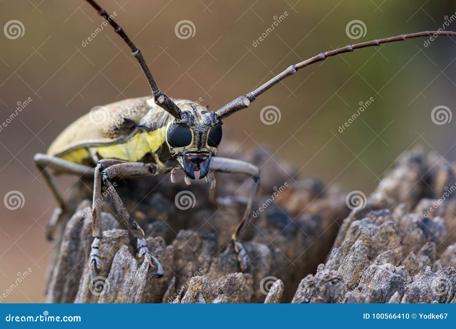 Image of Spotted Mango BorerBatocera Numitor on a Stump.Beetle Stock ...