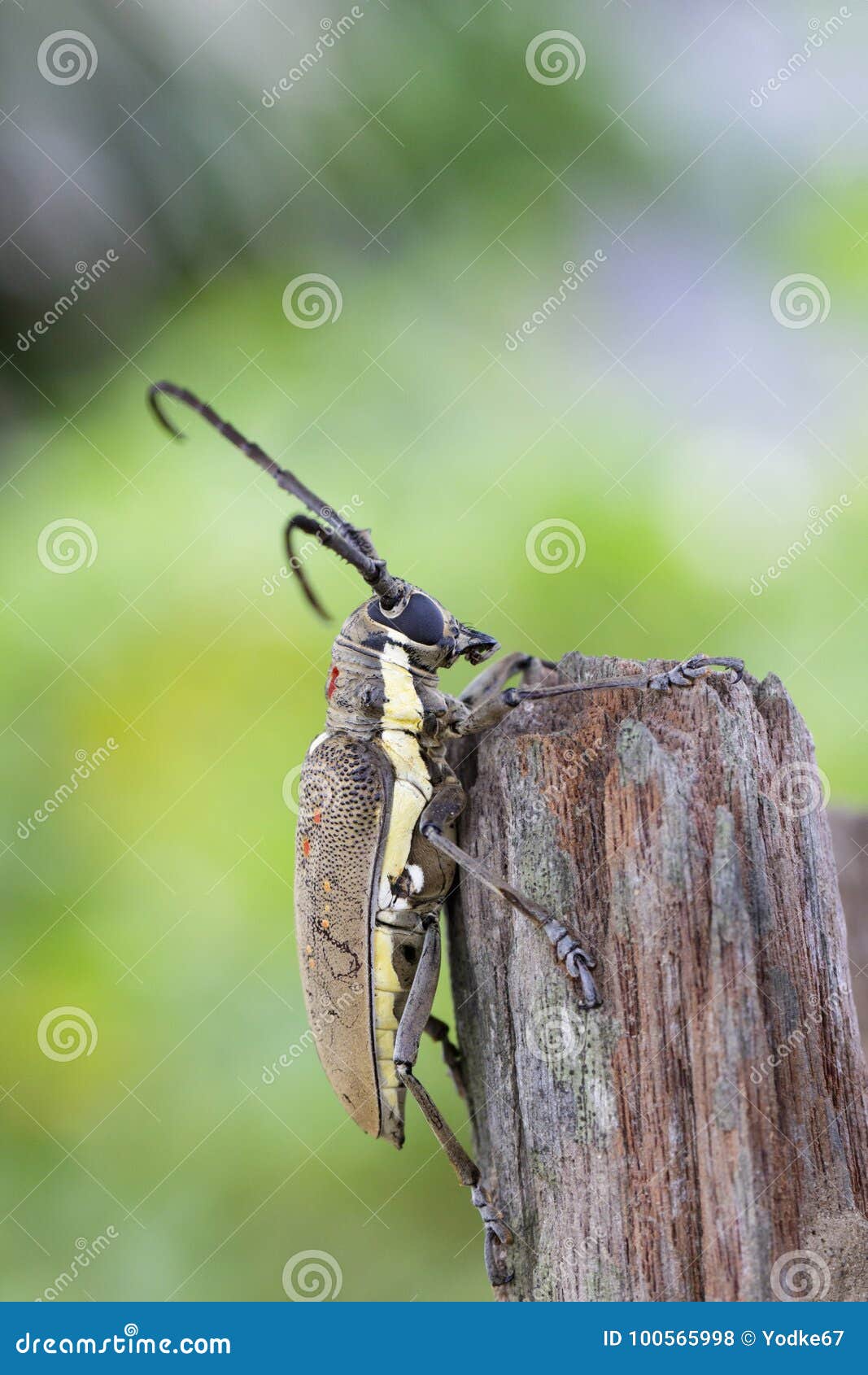 Image of Spotted Mango BorerBatocera Numitor on a Stump. Stock Photo ...