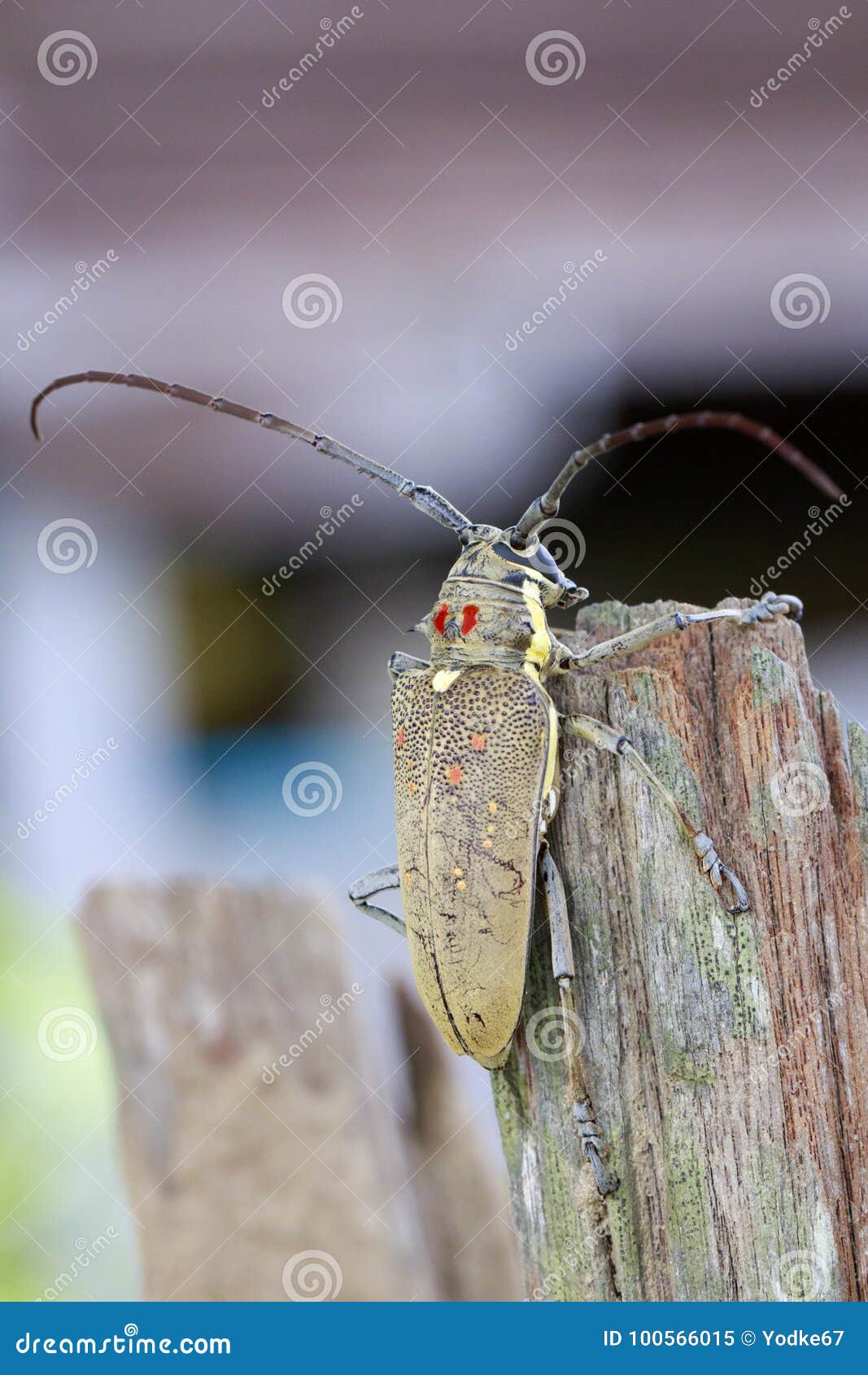Image of Spotted Mango BorerBatocera Numitor. Stock Image - Image of ...
