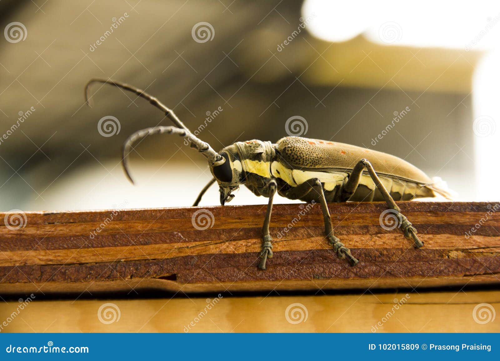 Spotted Mango Borer stock image. Image of beauty, biology - 102015809