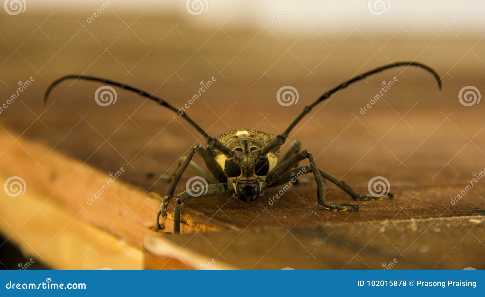 Spotted Mango Borer stock photo. Image of beauty, long - 102015878