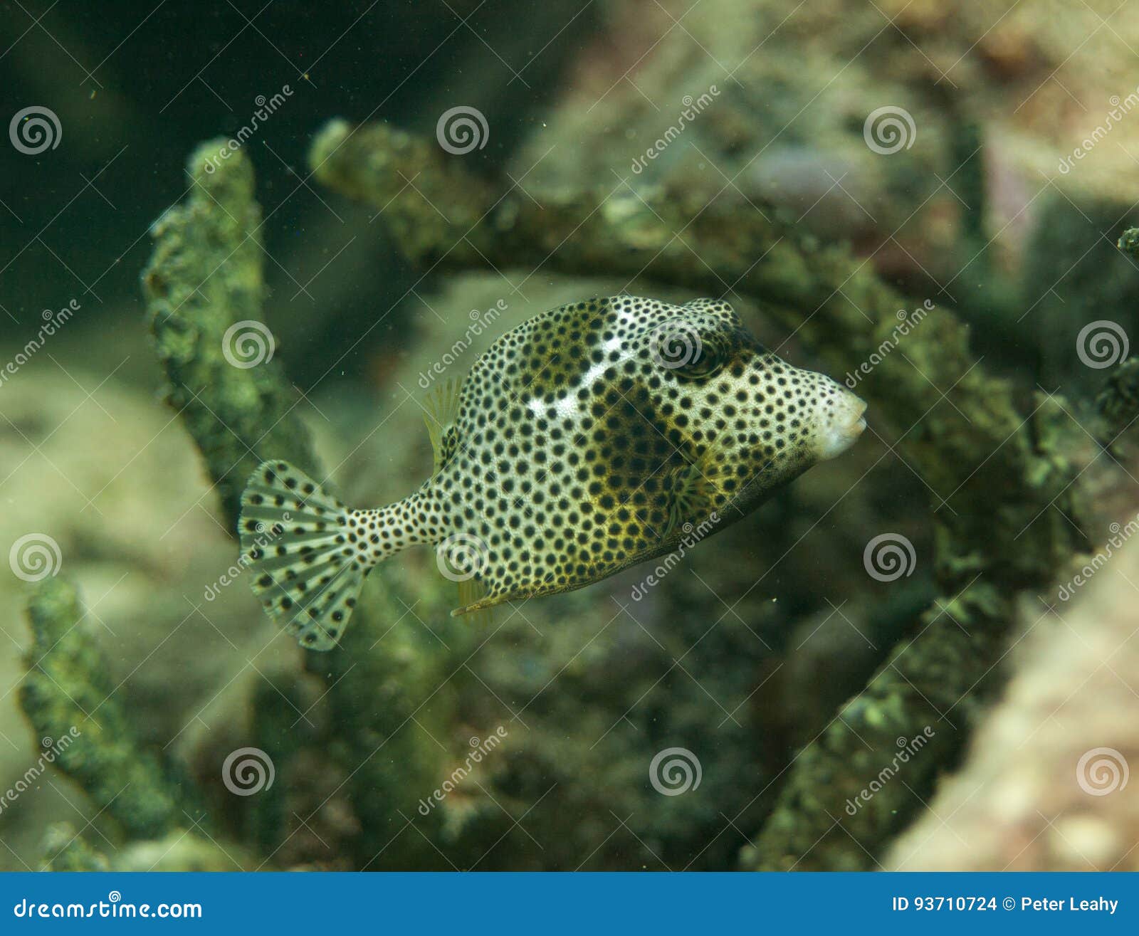 Image of a Spotted Trunk Fish on a Reef. Stock Photo - Image of fish ...