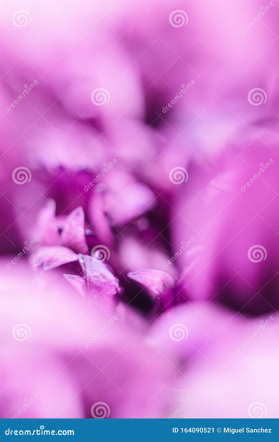 Image of Spring Violet Flowers, Abstract Soft Floral Background Stock ...