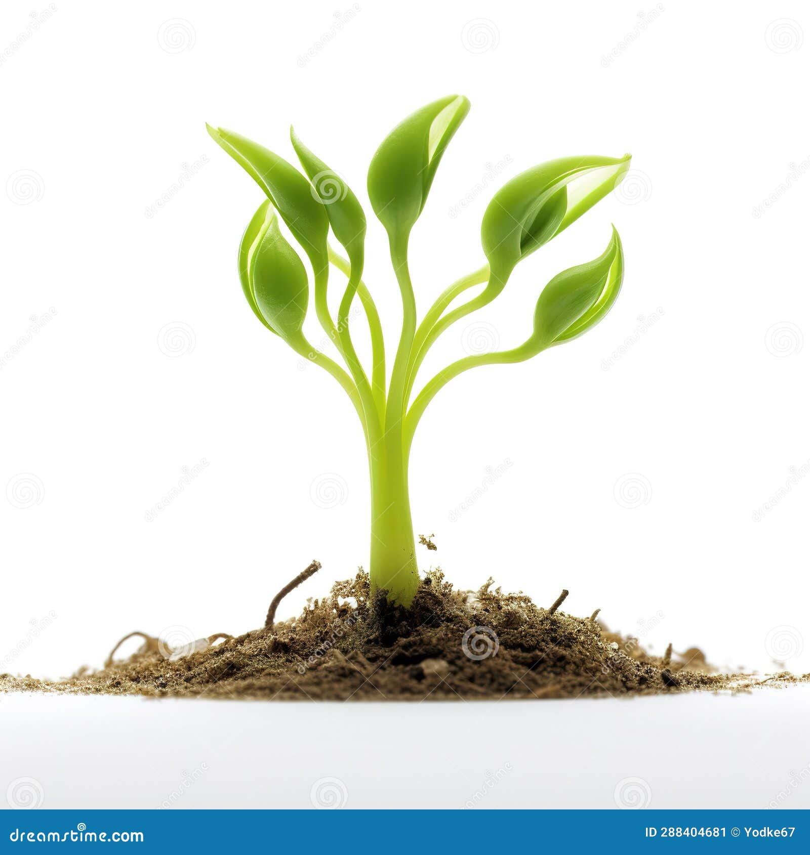 Image of Sprout Plant Sprouted from a Seed on a White Background ...