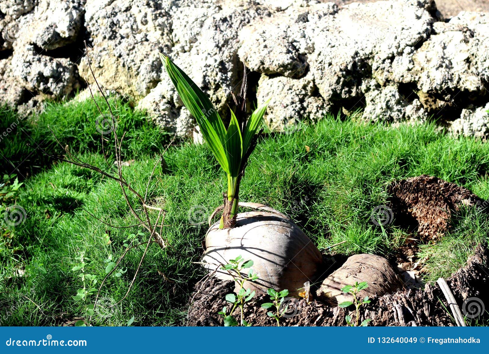 Sprouting Coconut from Which the Palm Tree Grows Stock Image - Image of ...