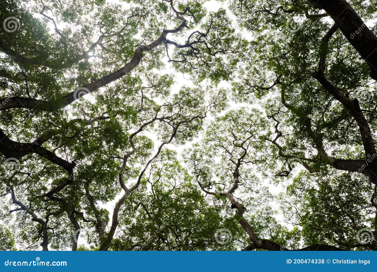 Image of Sprung Tree. Native Tropical Tree in Cambodia Stock Photo ...