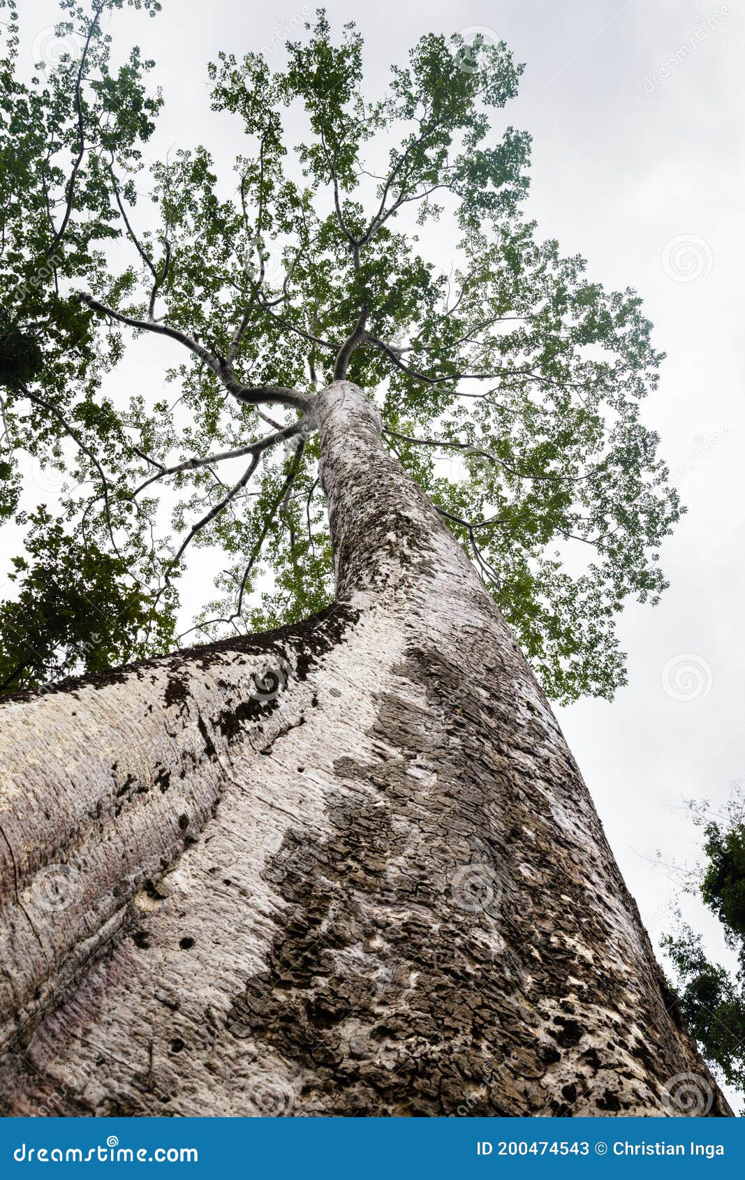 Image of Sprung Tree. Native Tropical Tree in Cambodia Stock Image ...
