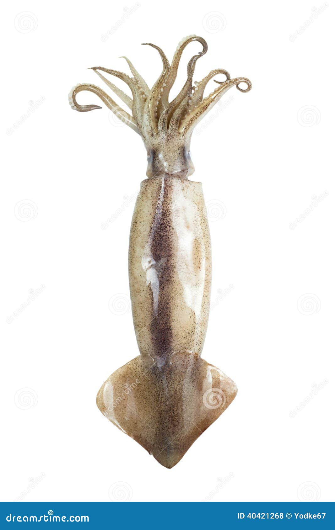 Image of squid isolated stock photo. Image of mollusc - 40421268