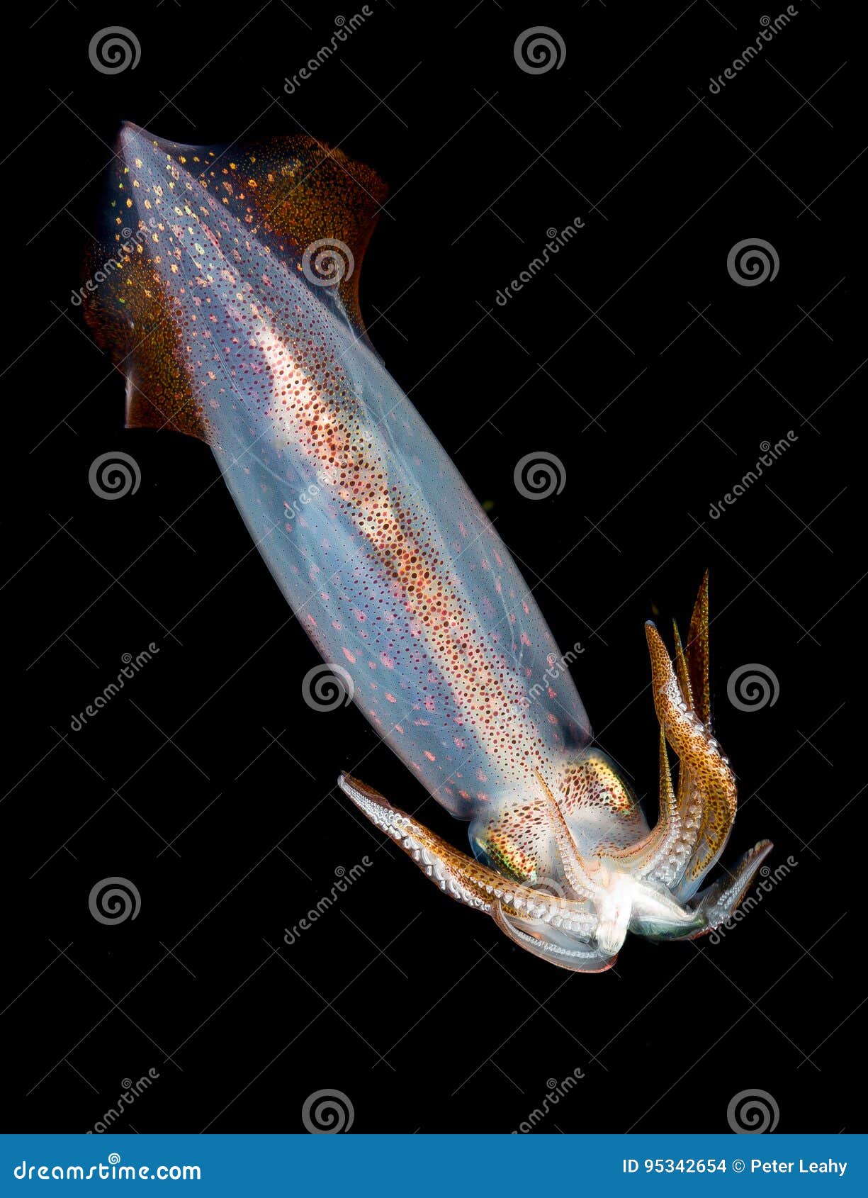 Image of a Squid at Night in the Ocean. Stock Photo - Image of ...