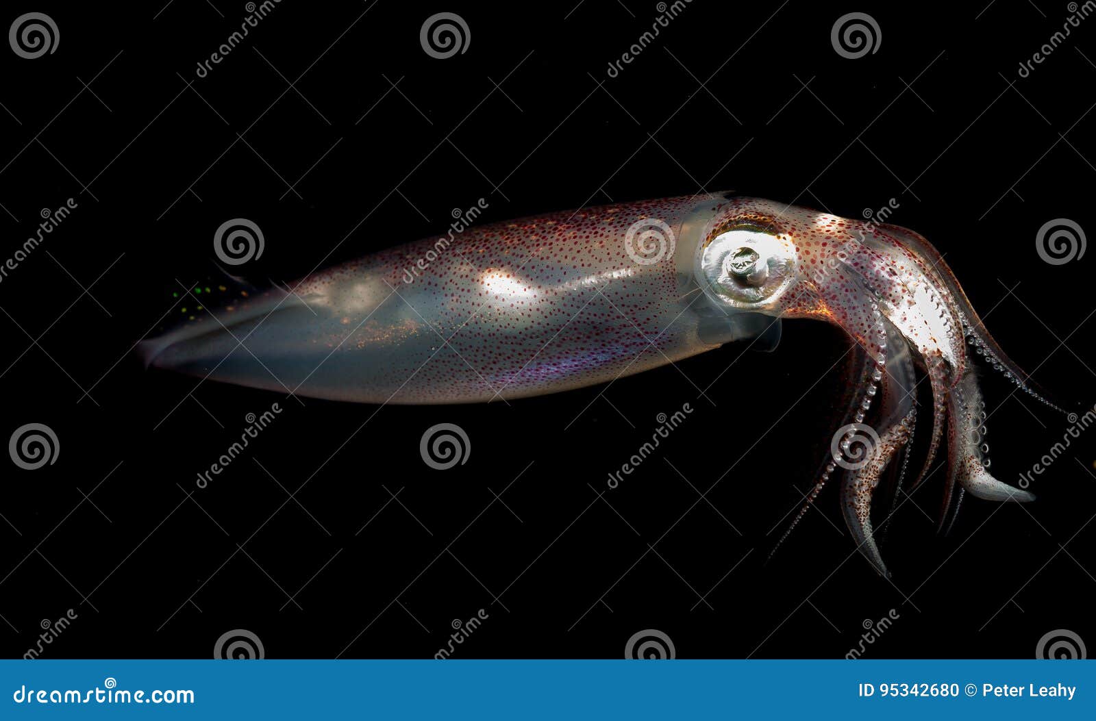 Image of a Squid at Night in the Ocean. Stock Photo - Image of ...