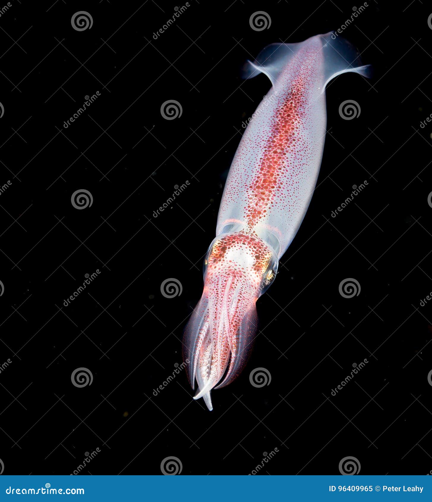 Image of a Squid at Night in the Ocean. Stock Image - Image of gills ...