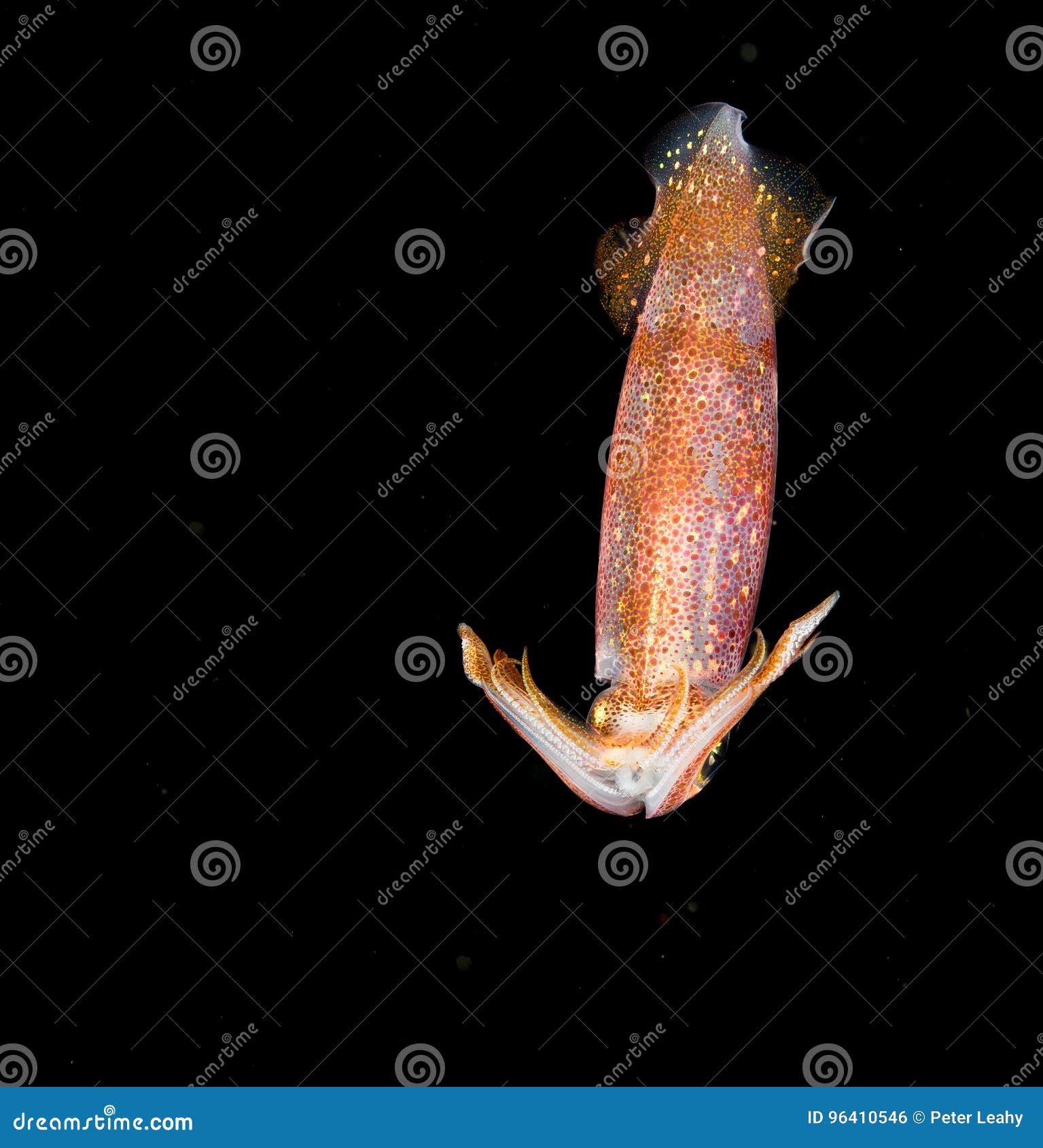 Image of a Squid at Night in the Ocean. Stock Photo - Image of nature ...