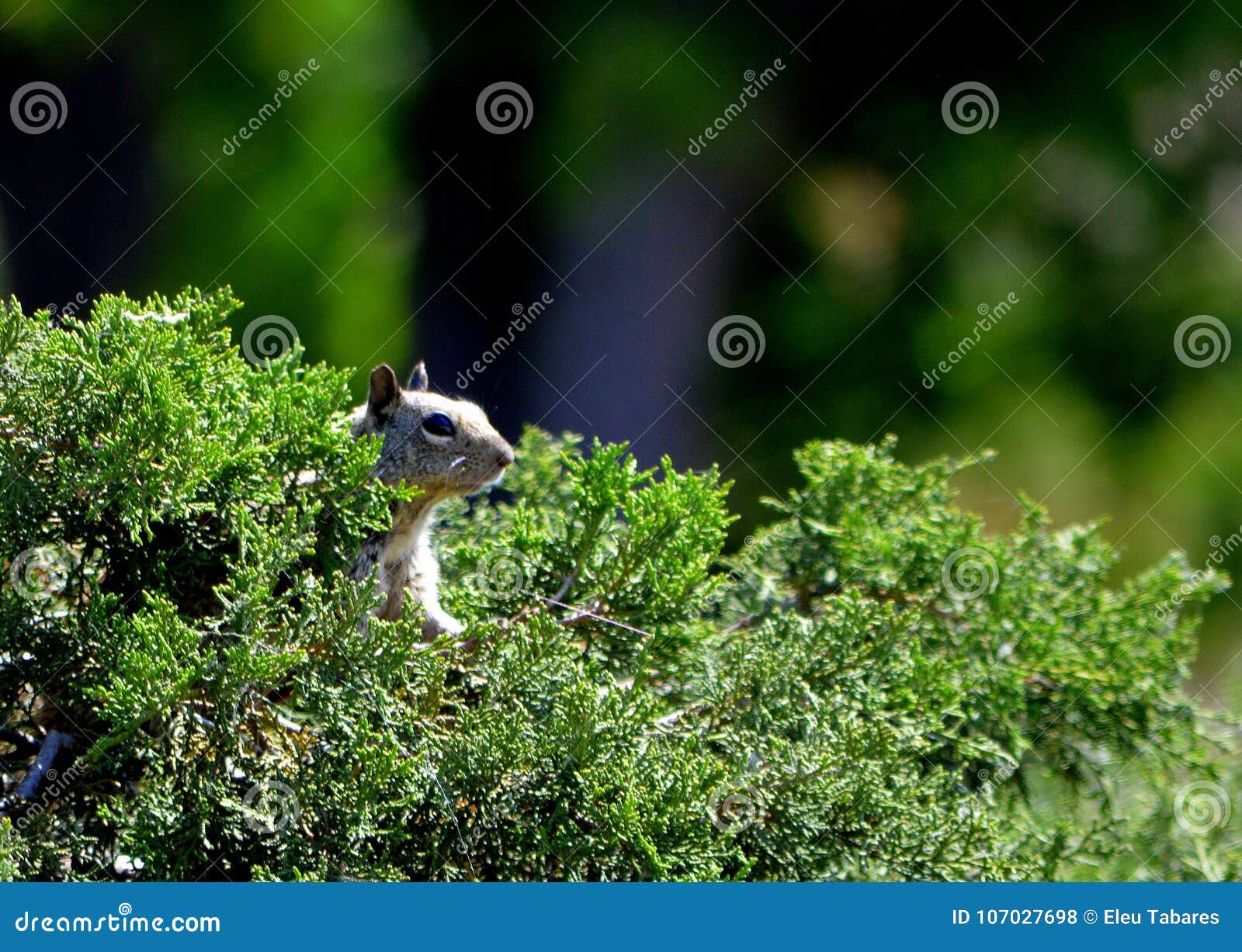 Squirrel hiding on a bush stock photo. Image of plant - 107027698