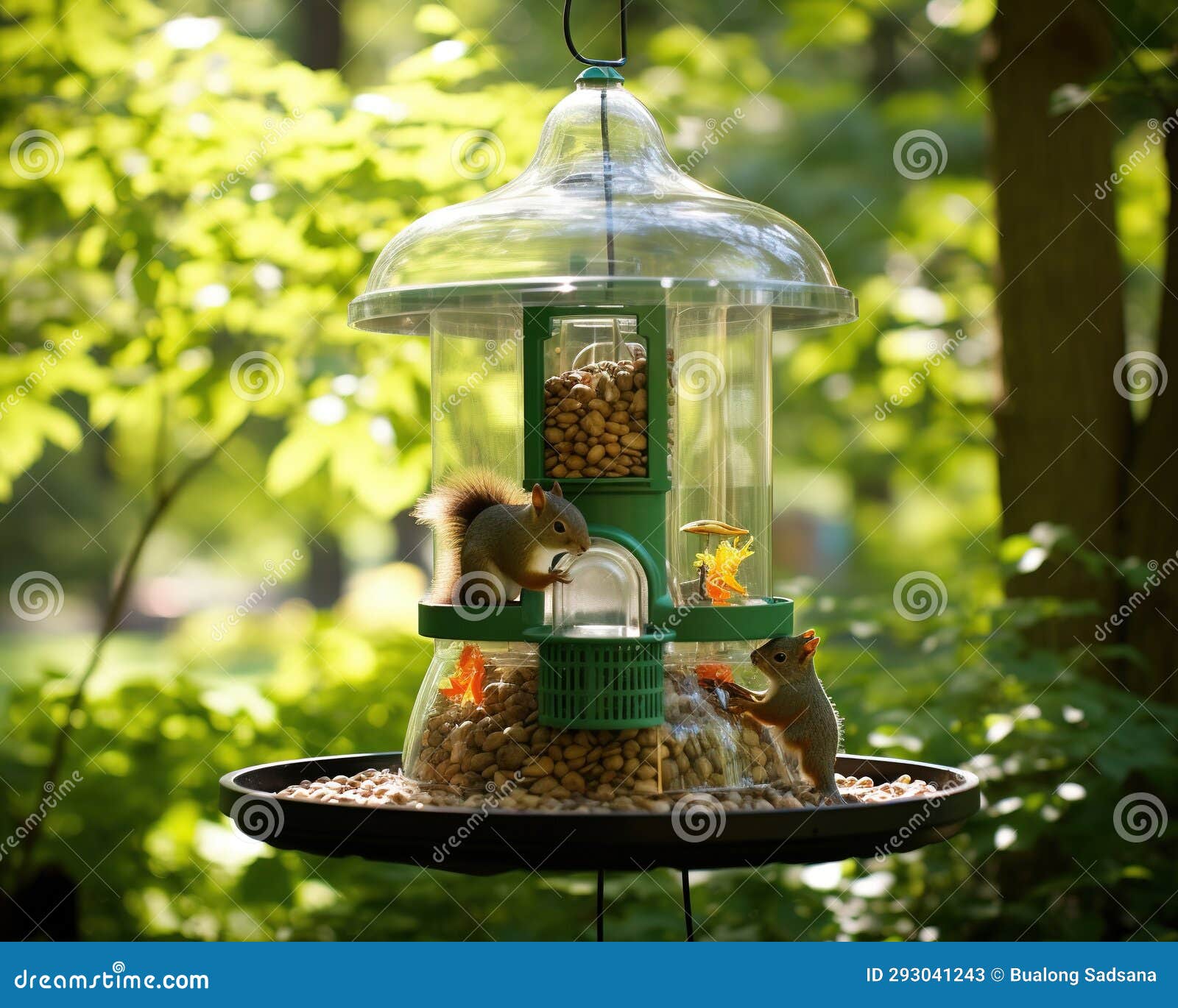 Squirrel Proof Feeder Surrounded By Towering Trees Stock Image ...