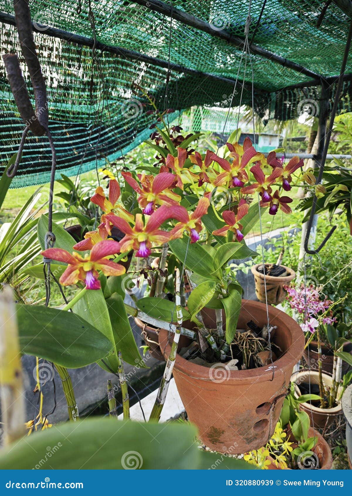 A Stems of Hybrids Dendrobium Orchid Flower Stock Image - Image of ...