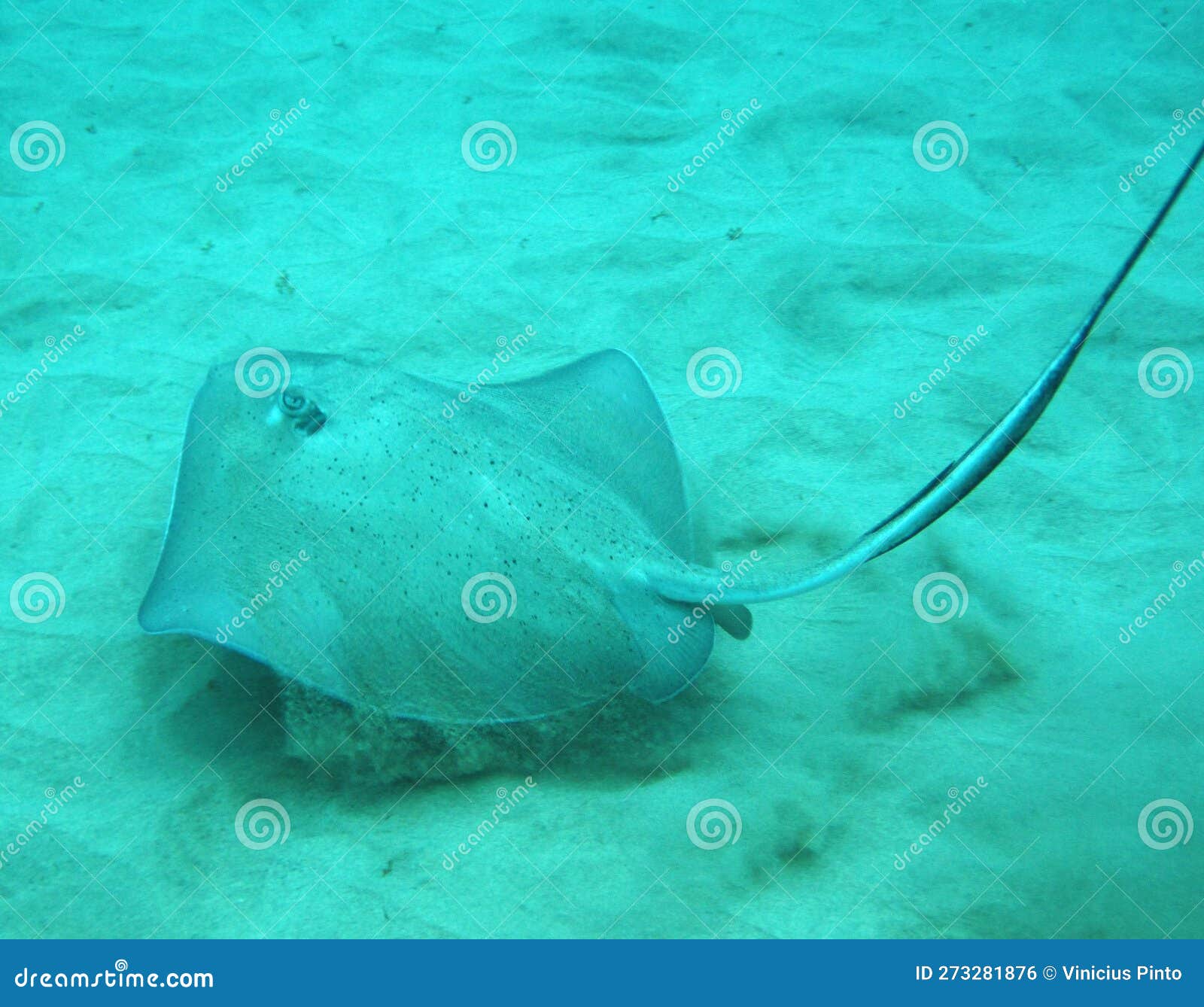 Image of Stingray on the Bottom of the Sea Sand Stock Photo - Image of ...