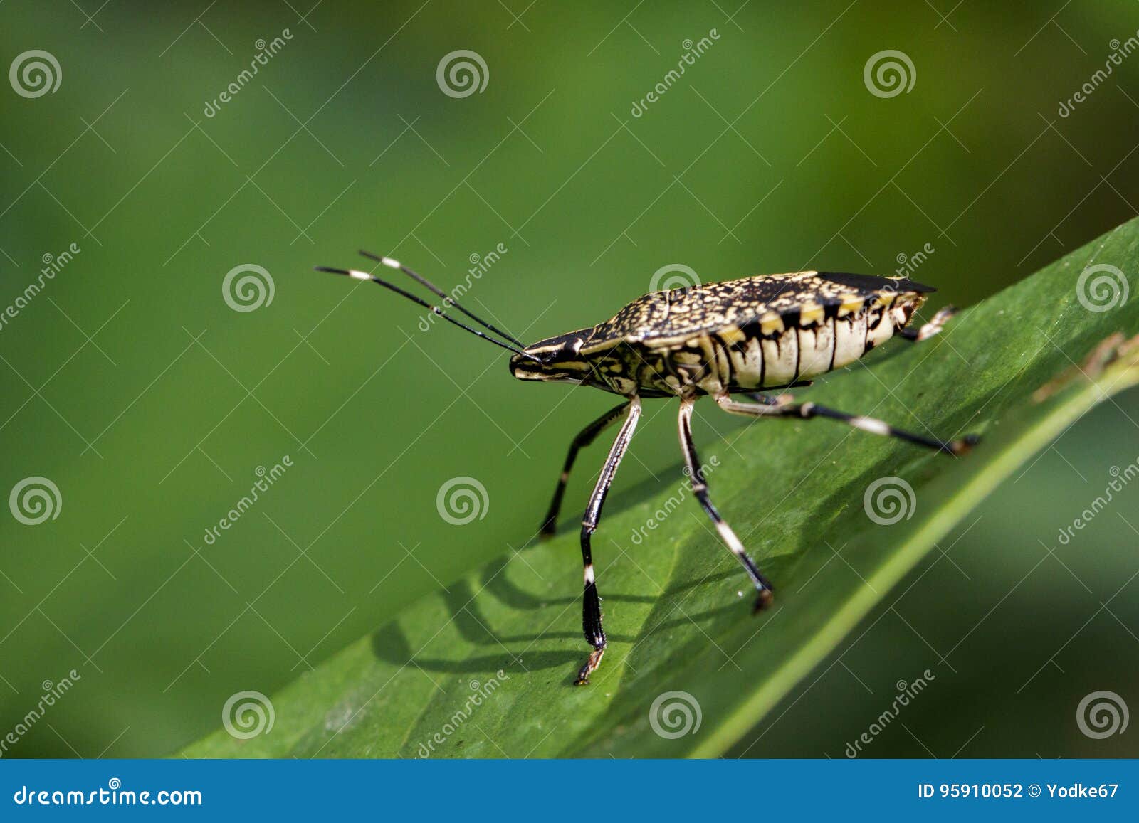 Image of Stink Bug & X28;Eocanthecona Furcellata& X29; on Green Leaves ...