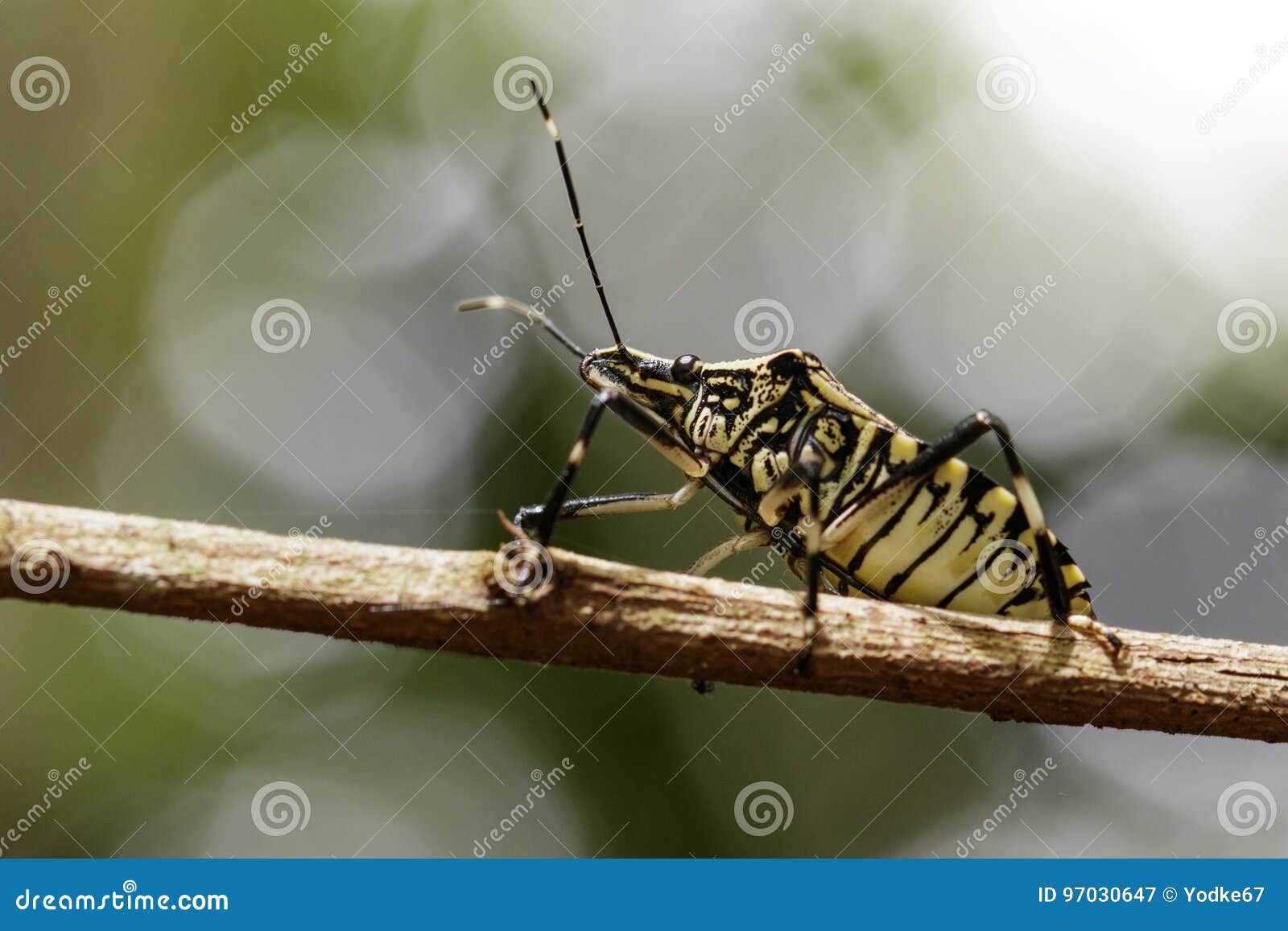 Image of Stink Bug Eocanthecona Furcellata Stock Image - Image of ...