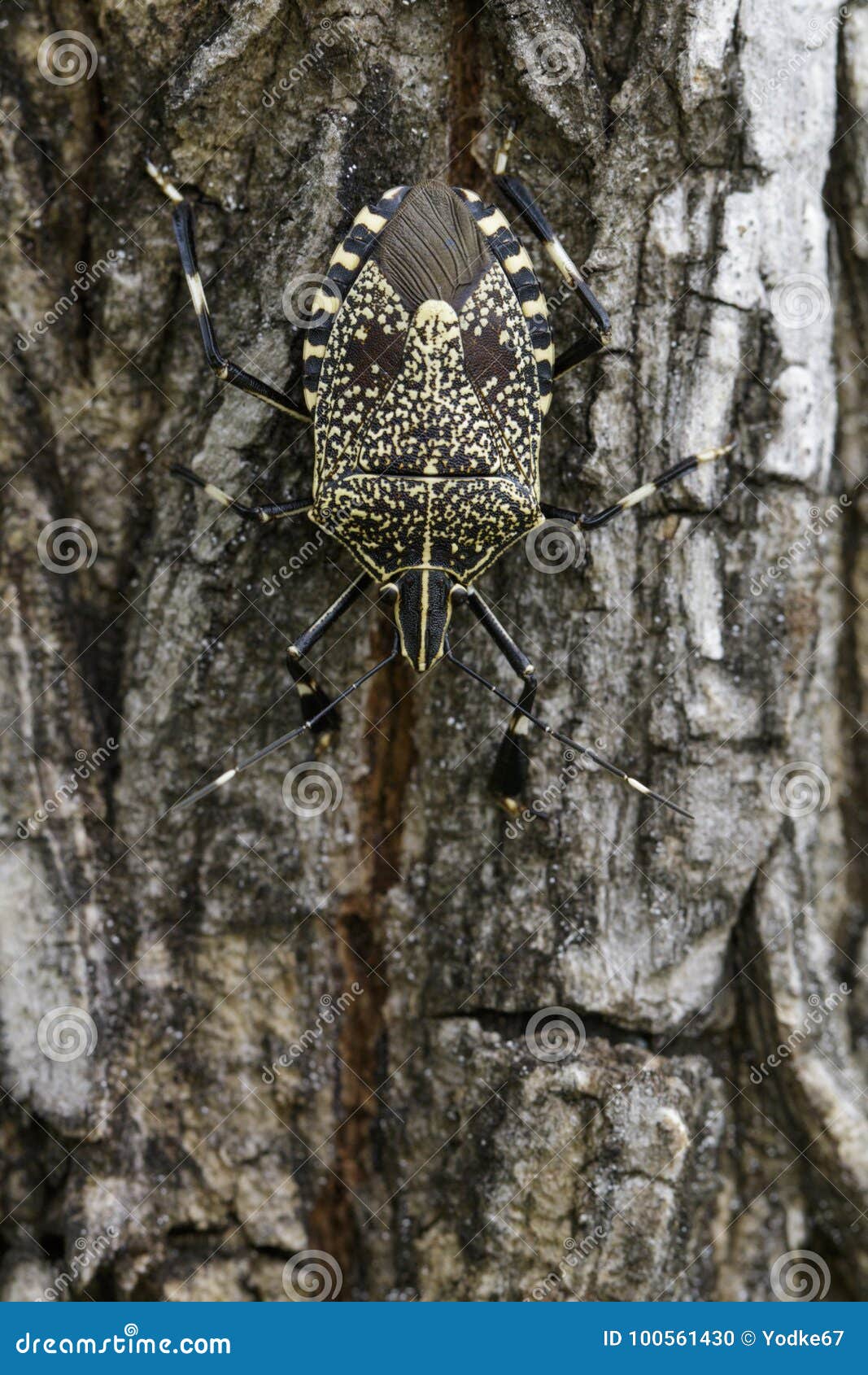 Image of Stink Bug Erthesina Fullo on Tree. Insect Stock Photo - Image ...