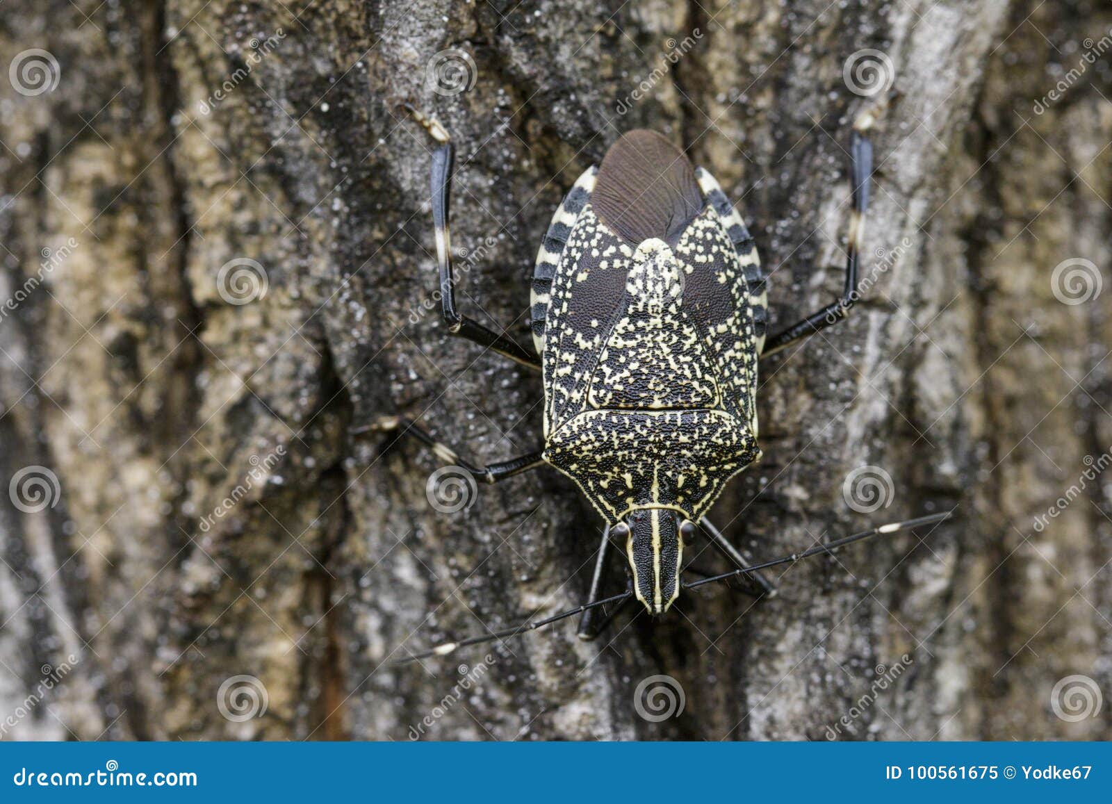 Image of Stink Bug Erthesina Fullo on Tree. Insect Stock Image - Image ...