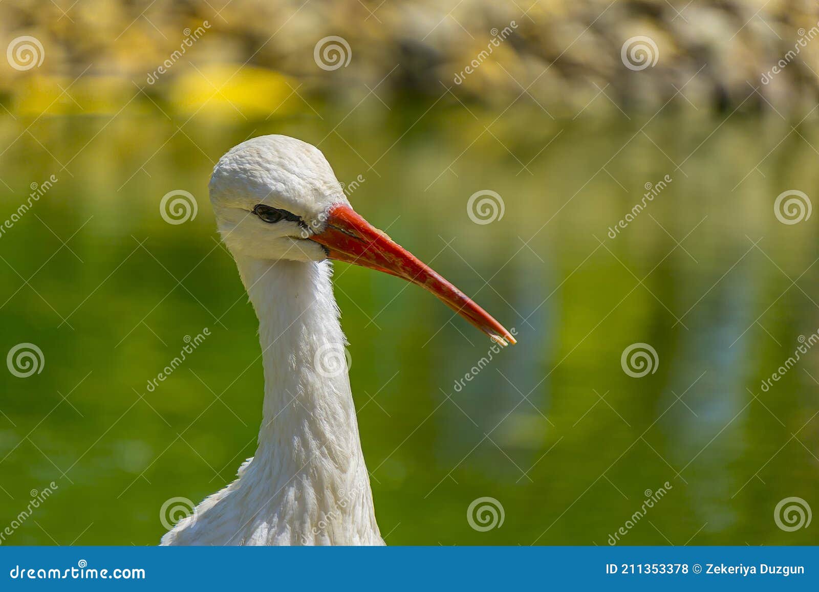 Stork stock photo. Image of shorebird, beak, wildlife - 211353378