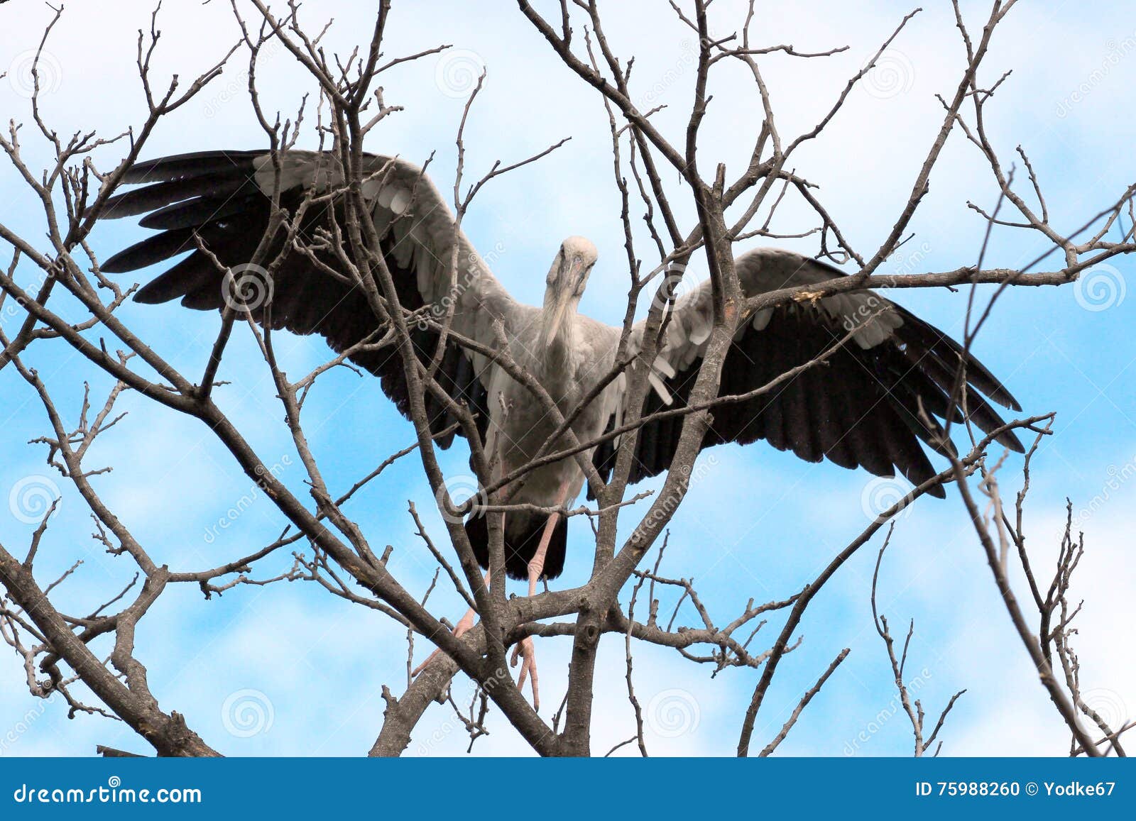 Image of stork. stock photo. Image of beak, background - 75988260