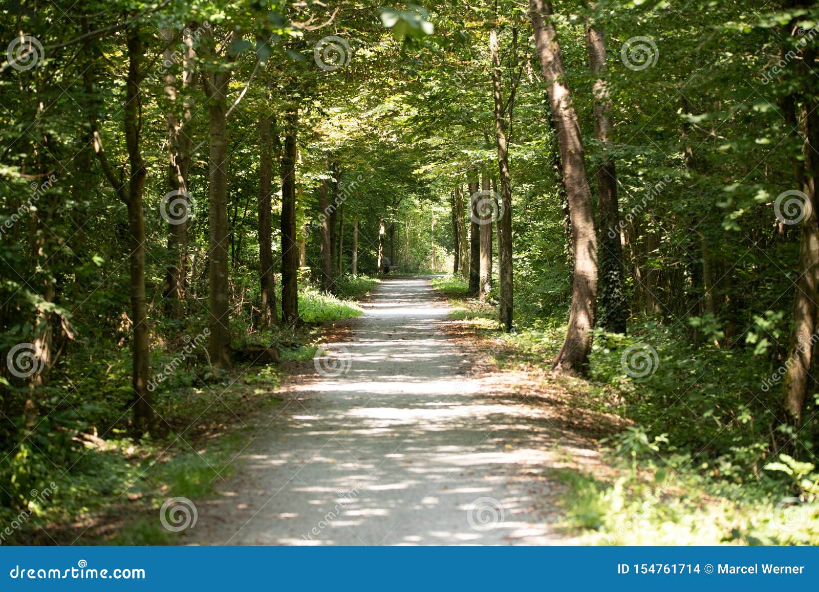 Image of Straight Foot Path in a Forest in Sunlight Stock Photo - Image ...