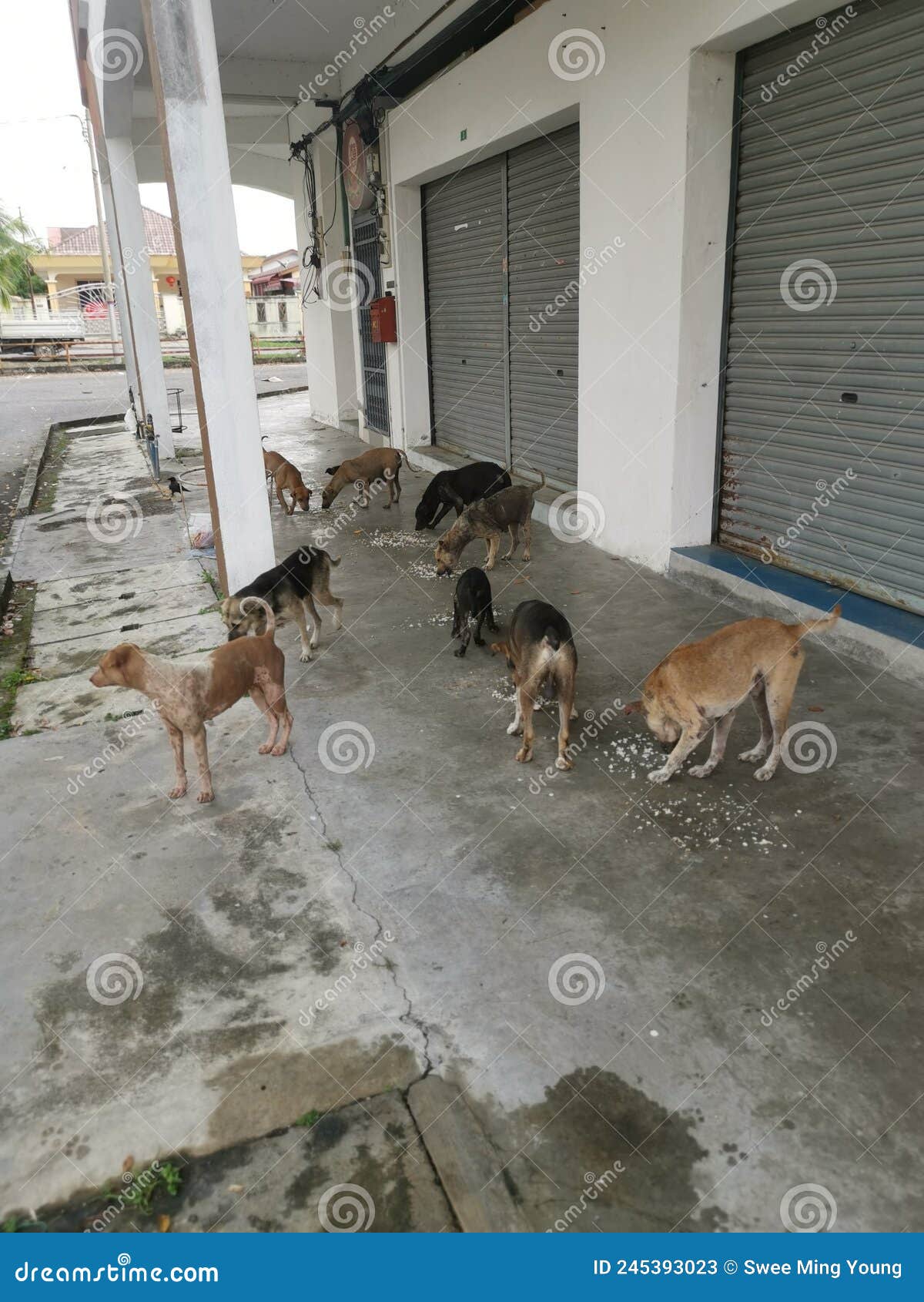Stray Dogs on the City Street. Stock Image - Image of background ...
