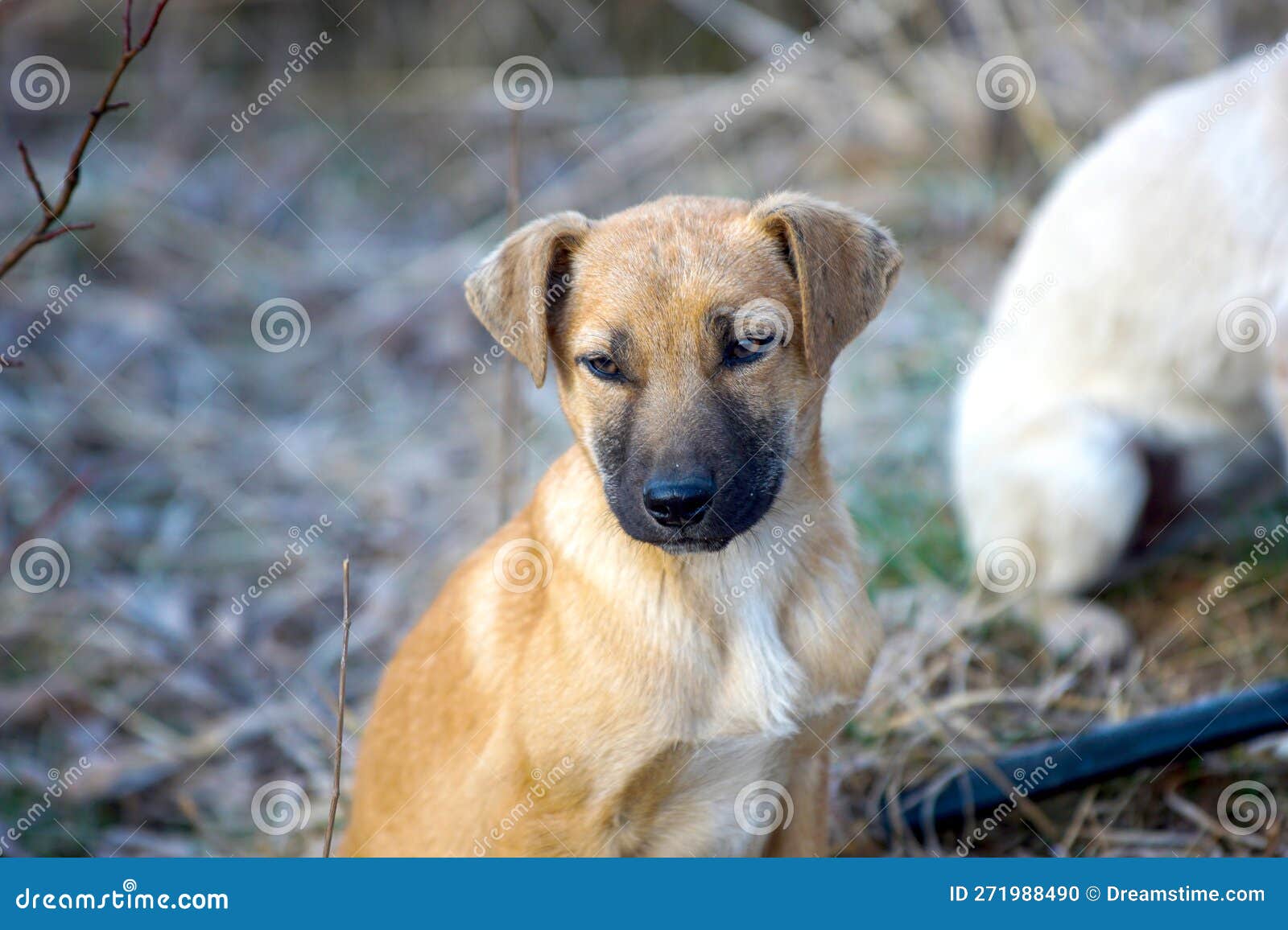 Image of a Stray Dogs on Cold February Morning Stock Photo - Image of ...
