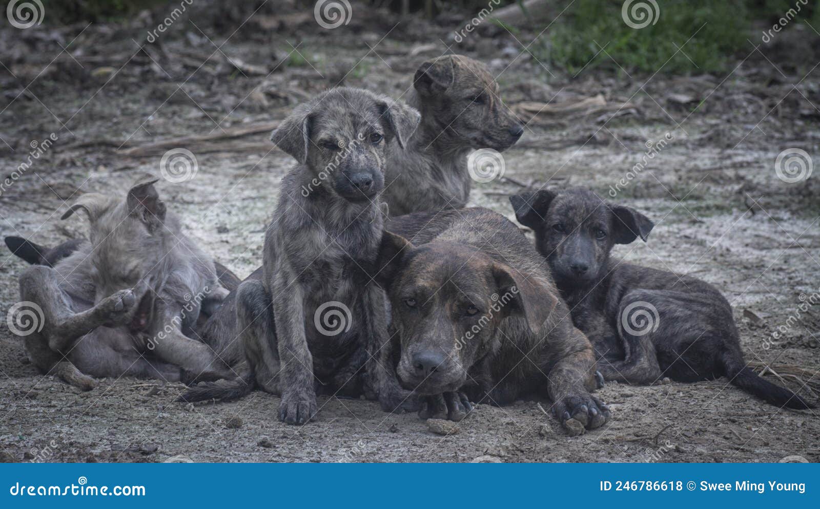Stray Female Dog with Her Puppies Stock Photo - Image of lying, lazy ...