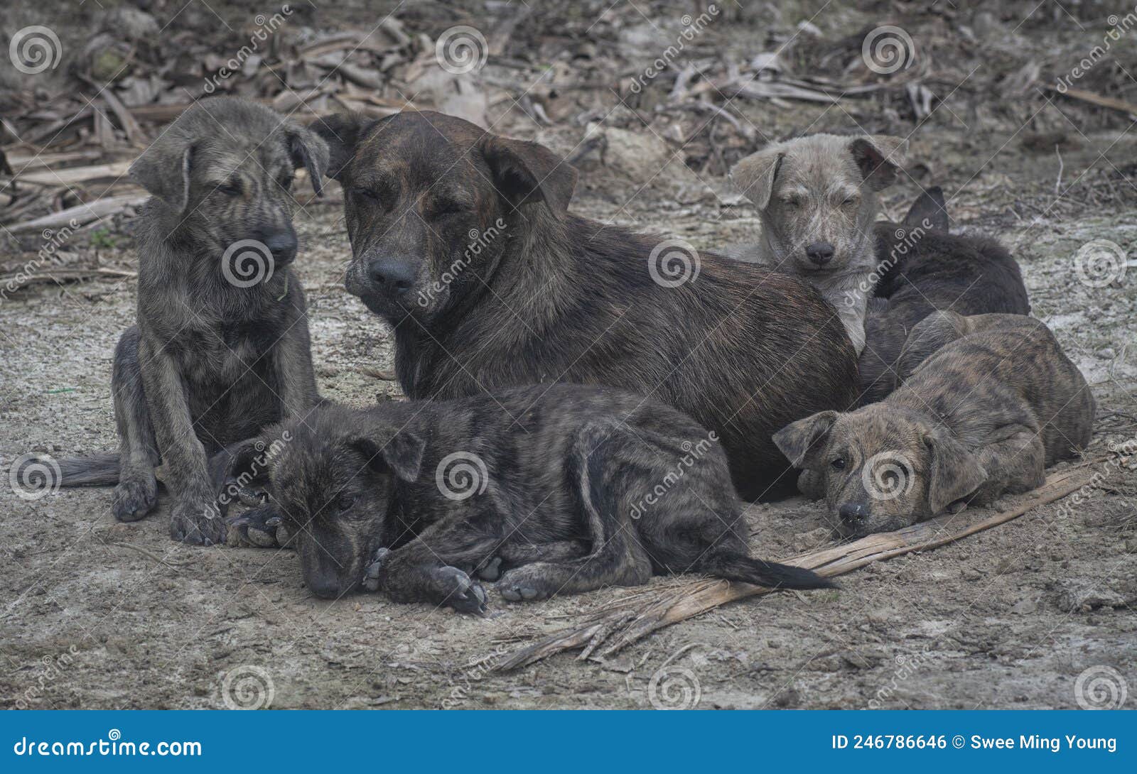Stray Female Dog with Her Puppies Stock Photo - Image of looking ...