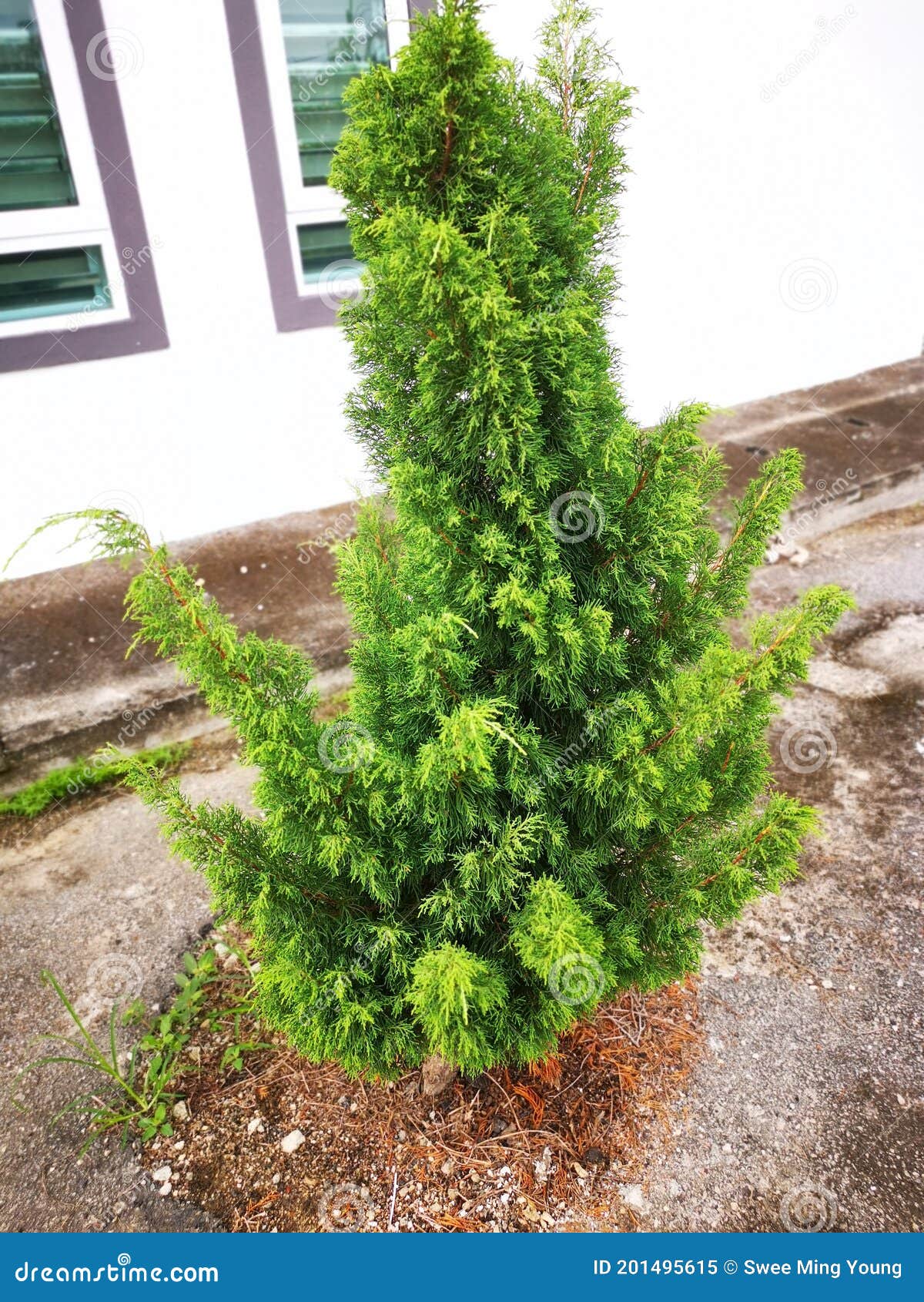 Image of the Street Juniperus Chinensis Tree Stock Image - Image of ...