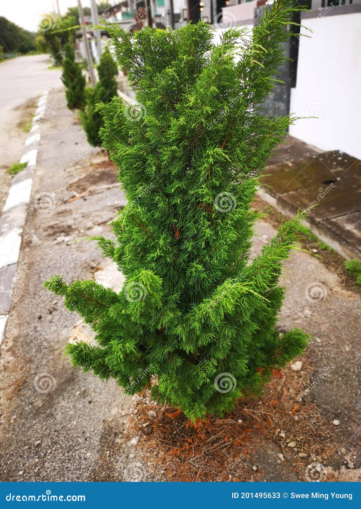 Image of the Street Juniperus Chinensis Tree Stock Image - Image of ...