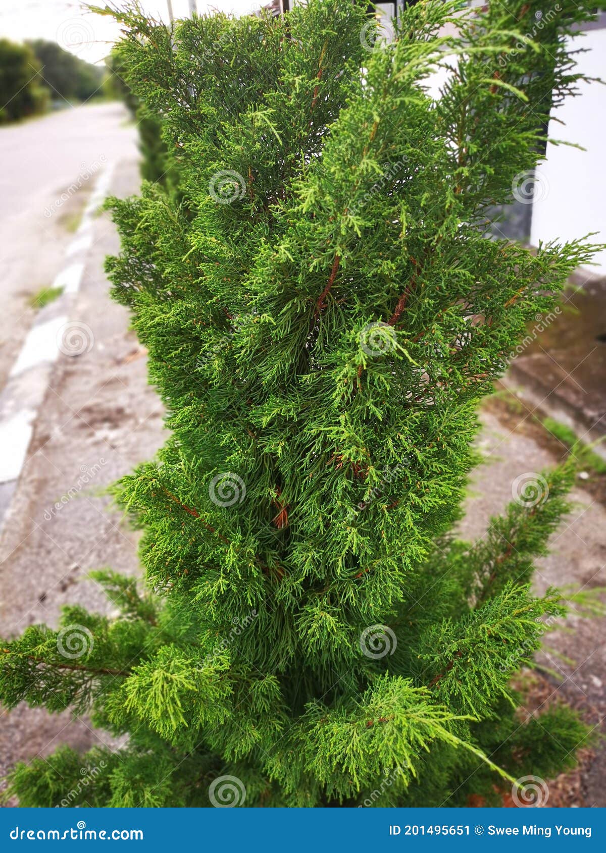 Image of the Street Juniperus Chinensis Tree Stock Image - Image of ...
